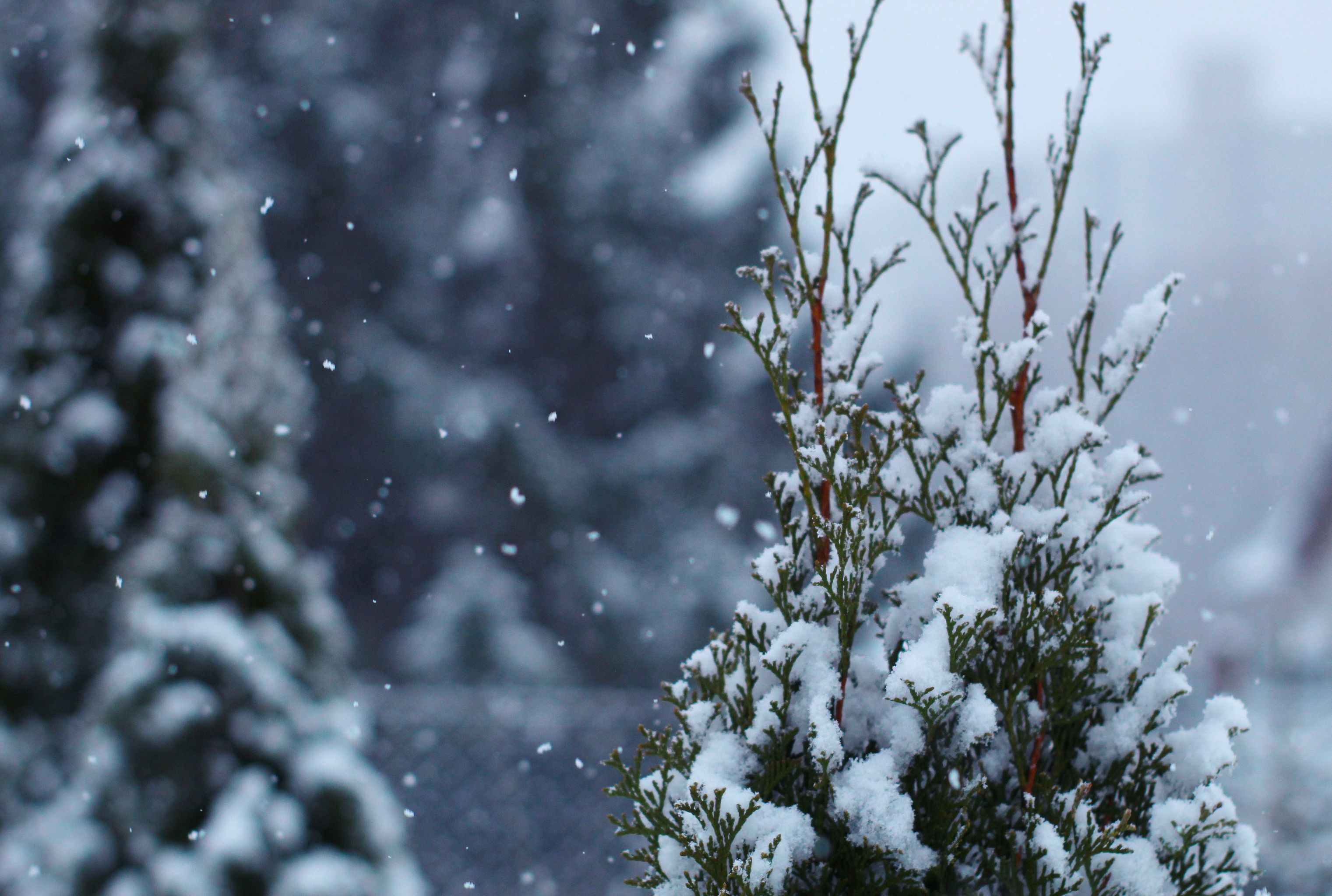Snow-Covered Evergreen in Tranquil Winter Landscape · Free Stock Photo