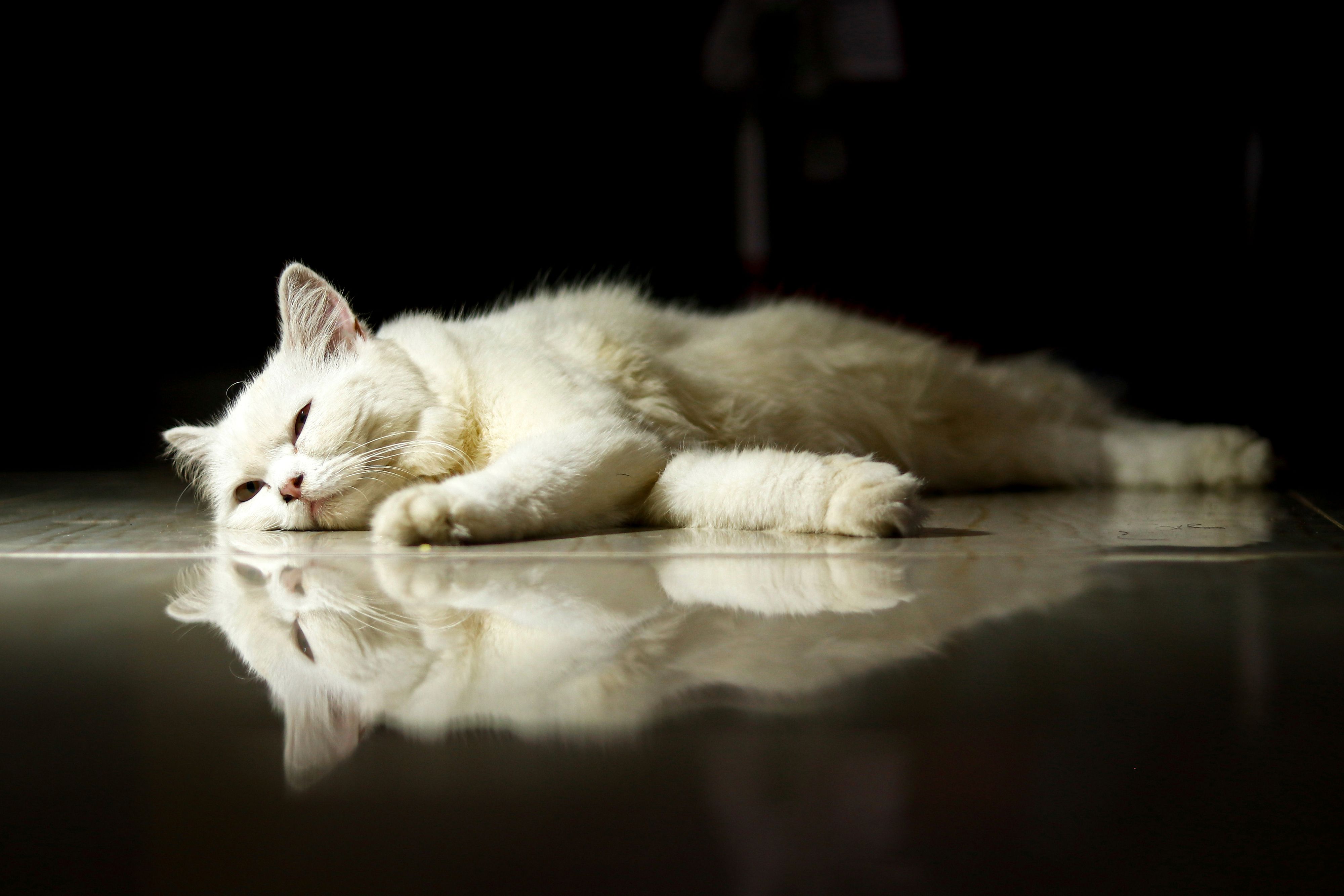 Serene White Cat Resting on Reflective Surface · Free Stock Photo