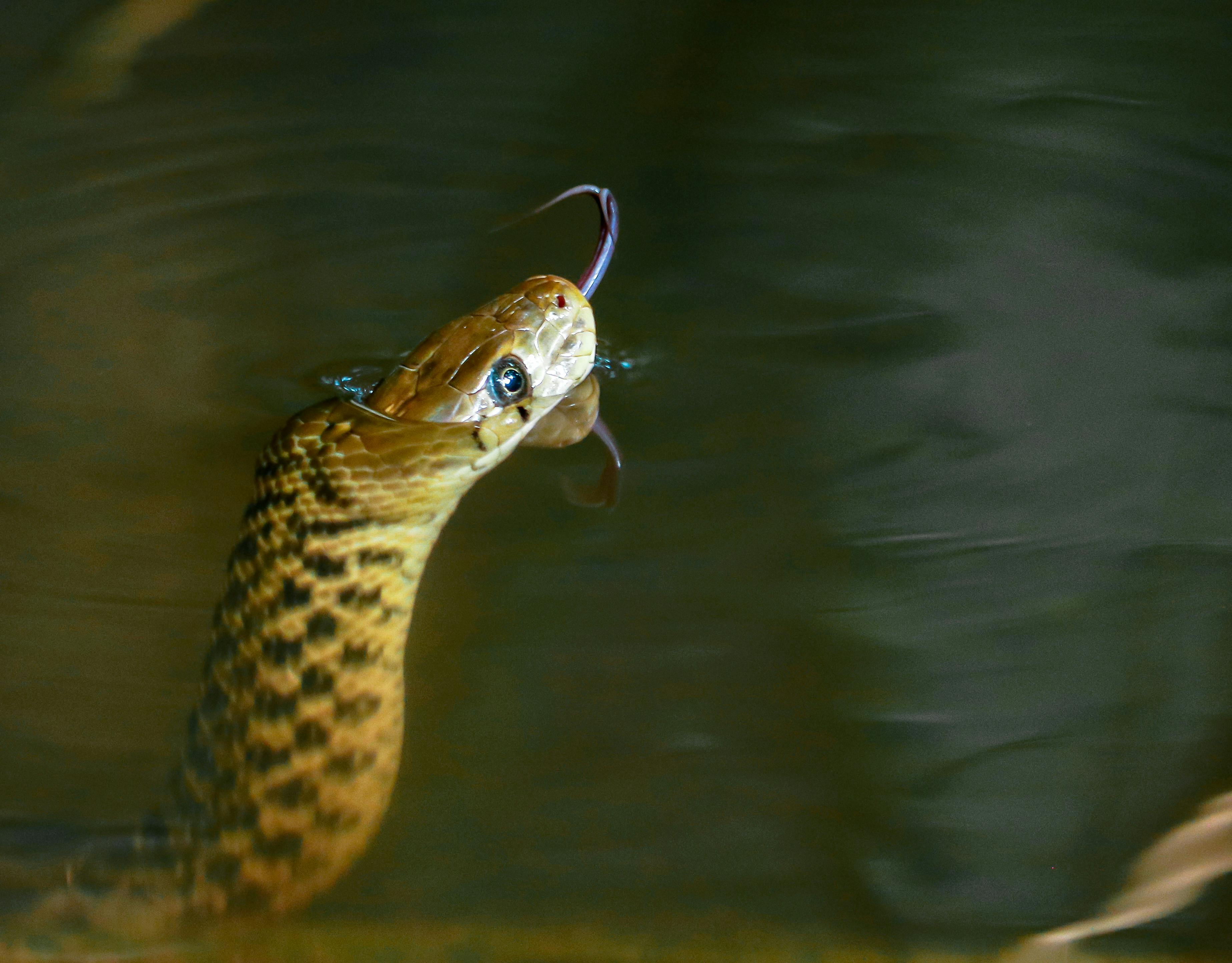 Tekeyah+Singh+Pictures Photos, Download The BEST Free Tekeyah+Singh ...