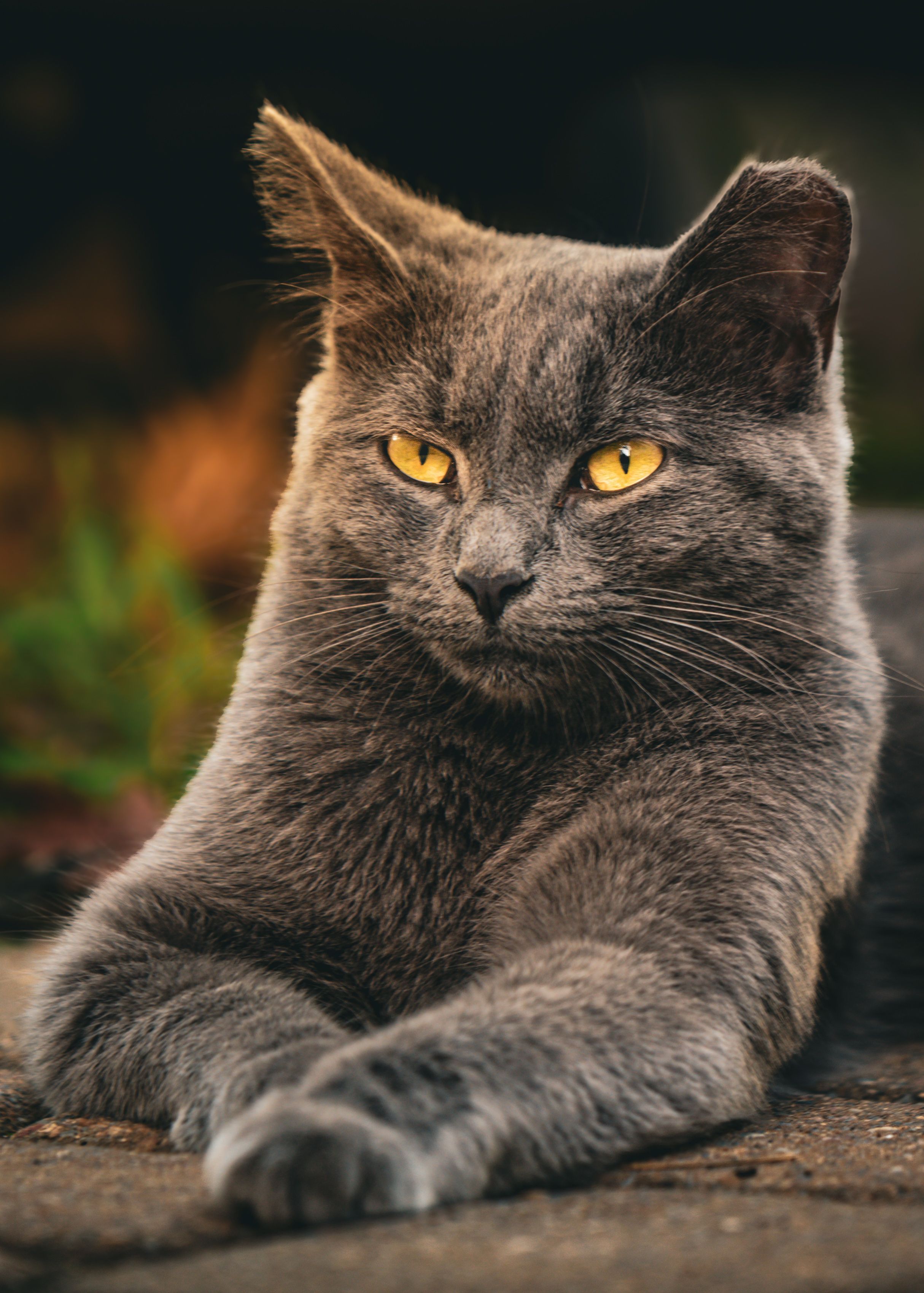 Selective Focus Photo Of Grey Cat · Free Stock Photo