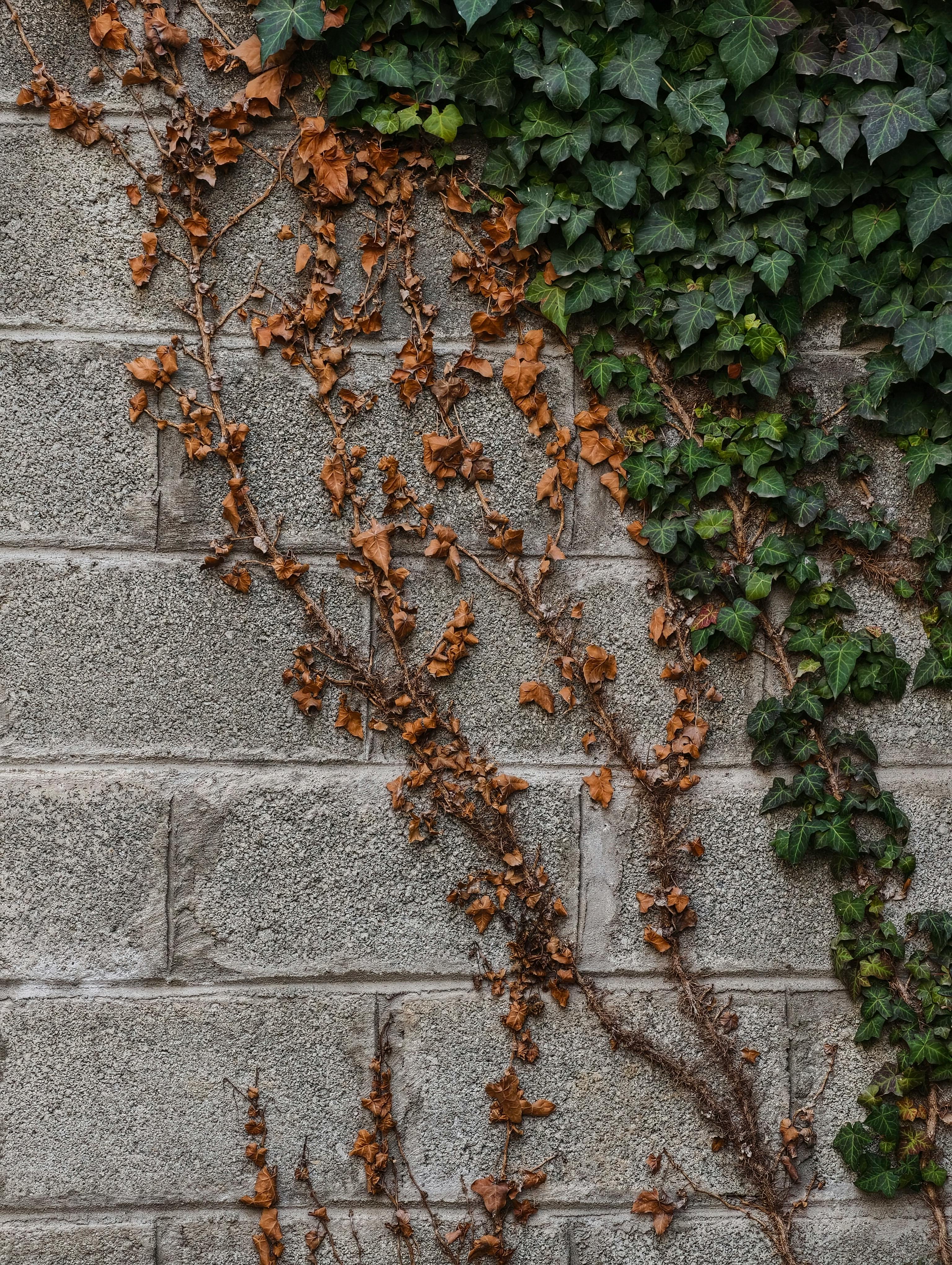 Vines with Green and Brown Leaves on Concrete Wall · Free Stock Photo
