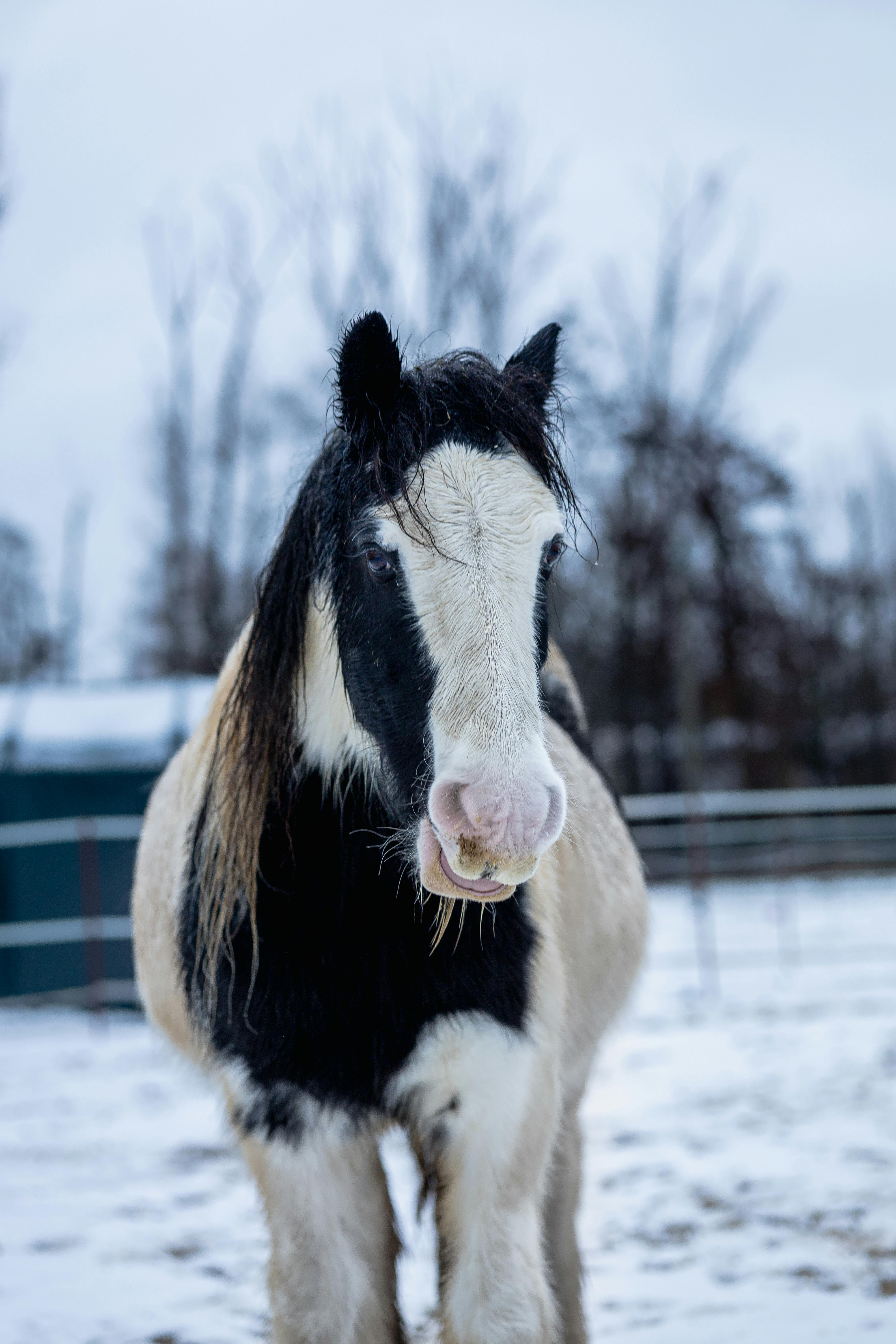 Animals With Different Animals Photos, Download The BEST Free Animals ...