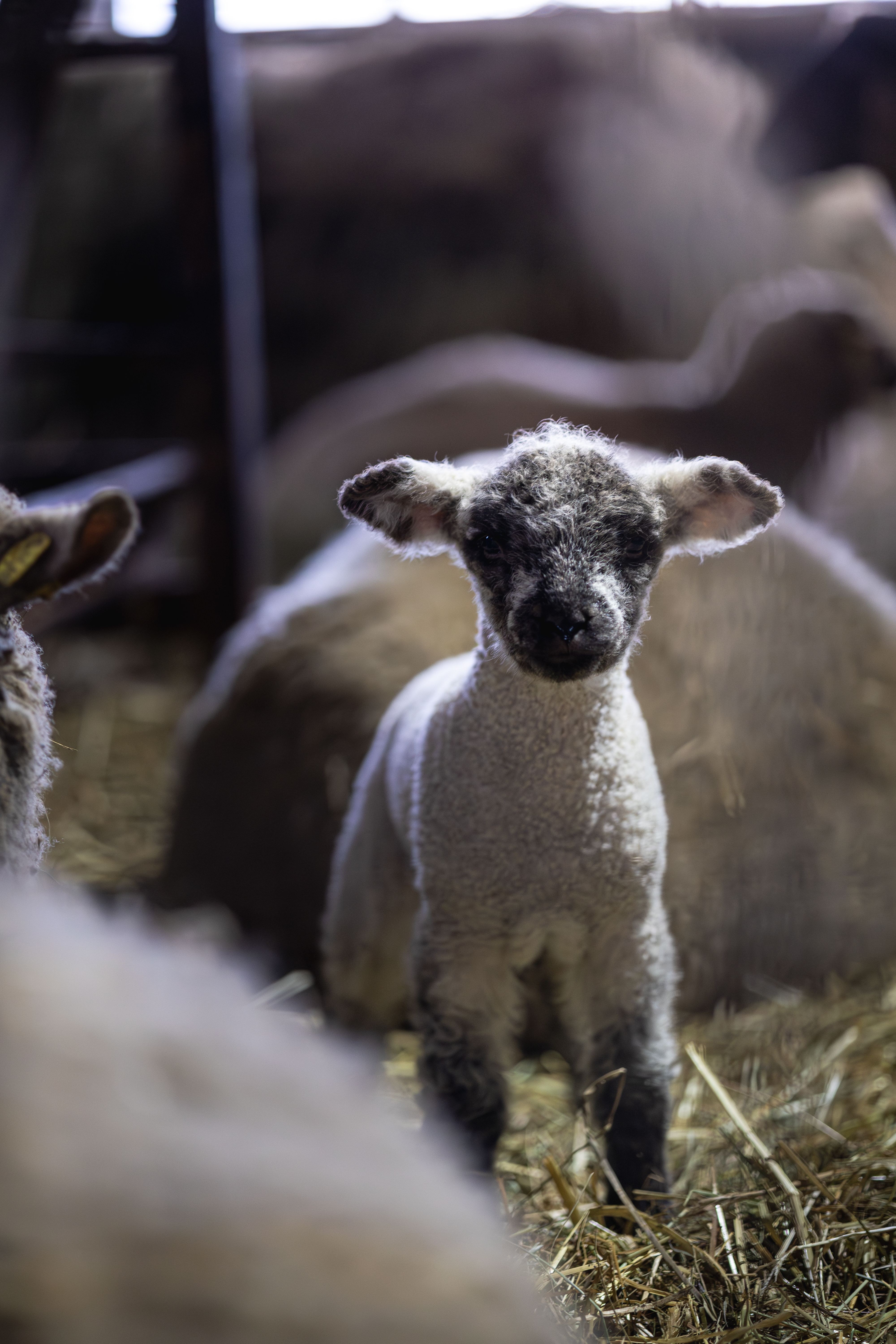 60.000+ melhores imagens de Cria Wallpaper · Download 100% grátis ...