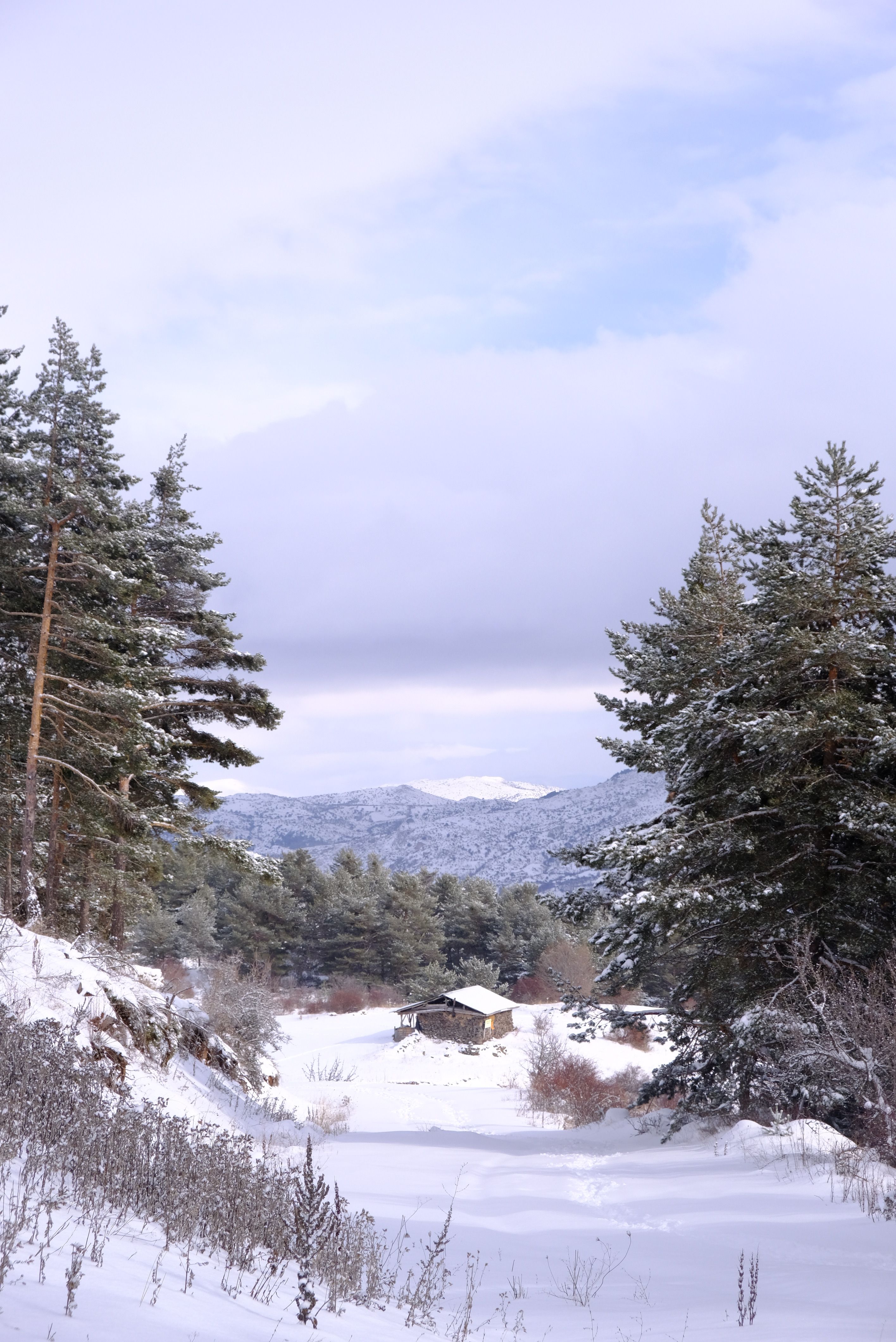 Snow-Covered Landscape with Distant Cabin and Pine Trees · Free Stock Photo