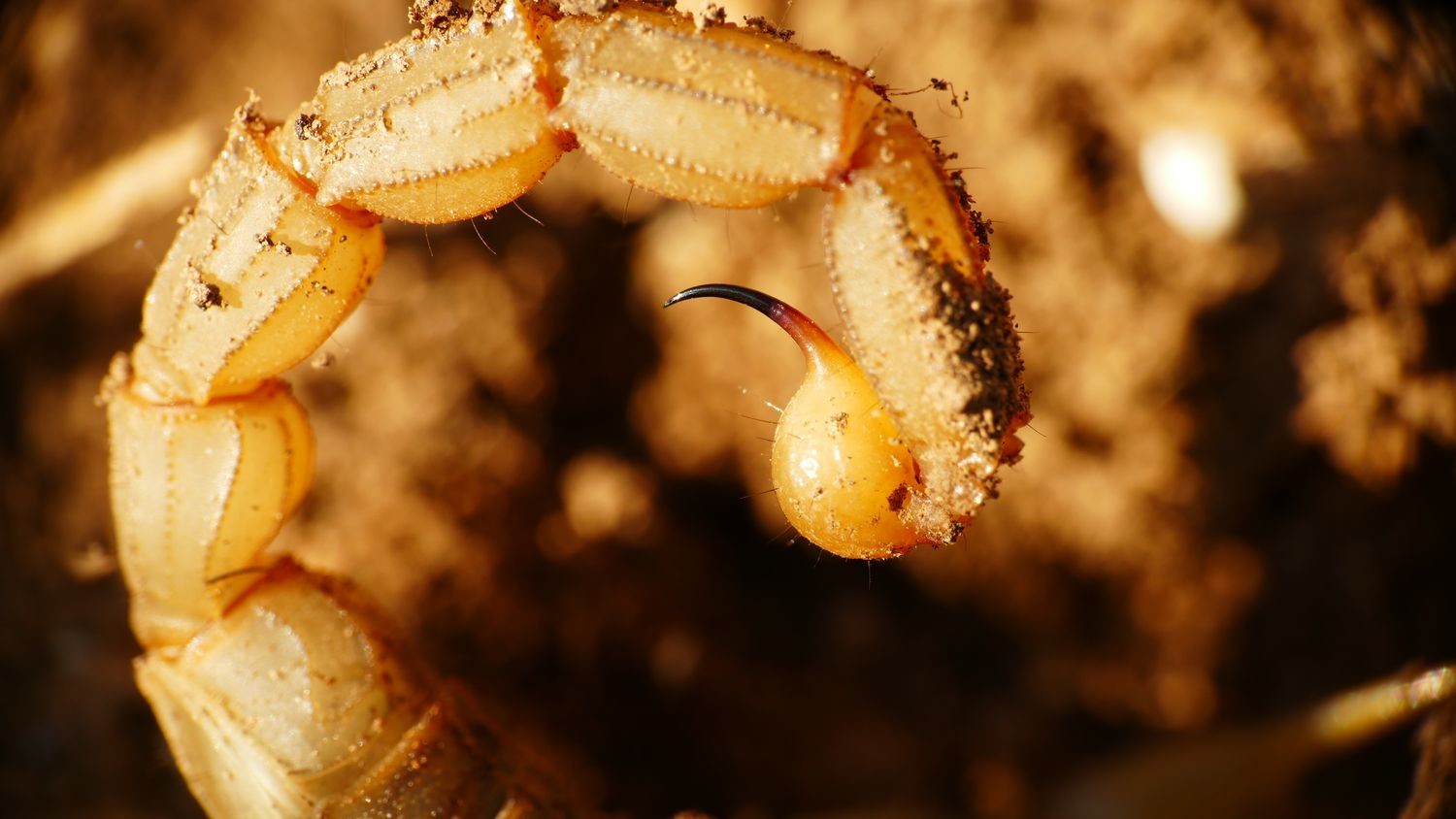 Scorpion Image Photos, Download The BEST Free Scorpion Image Stock ...