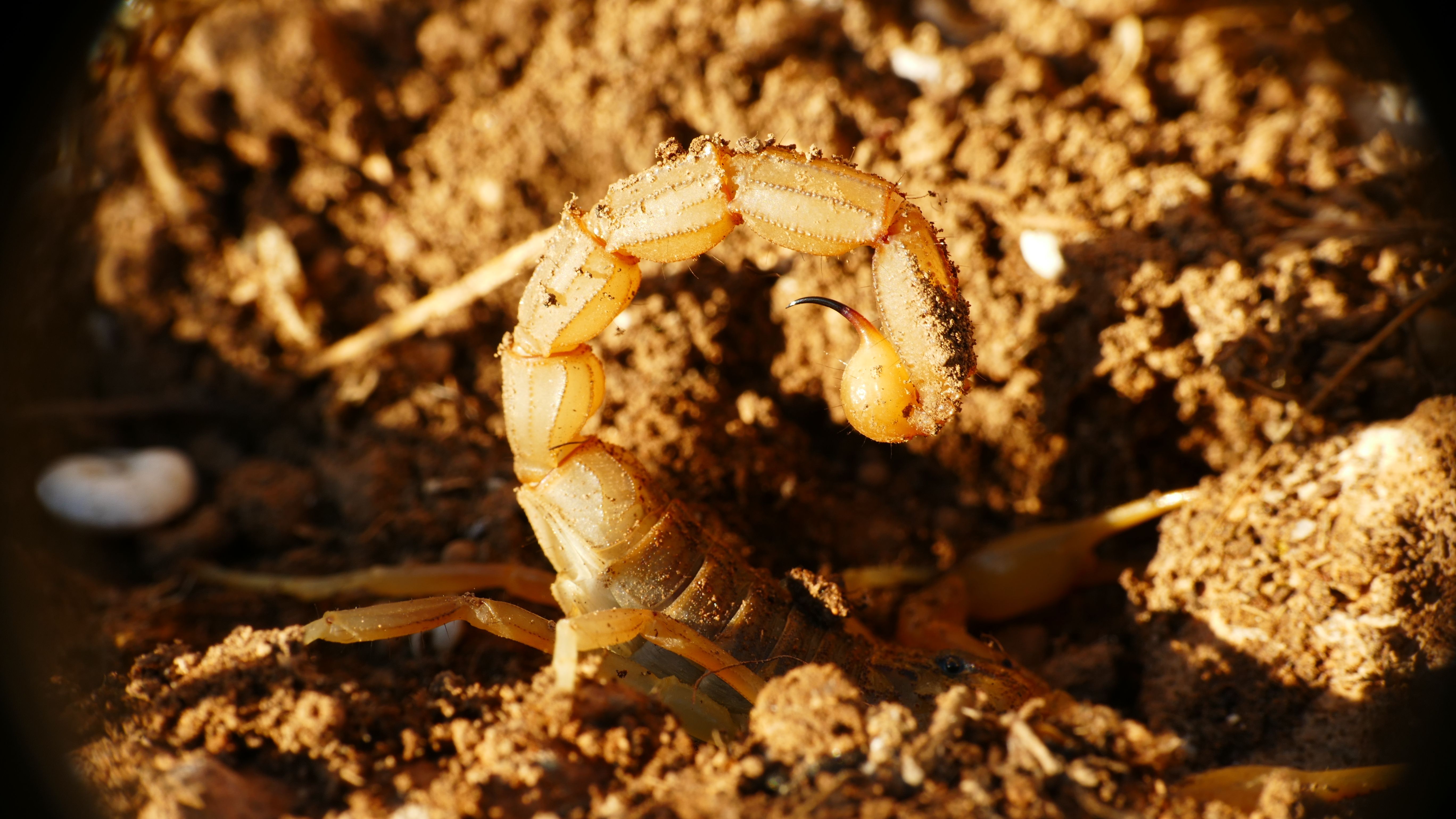 Scorpio Images Photos, Download The BEST Free Scorpio Images Stock ...
