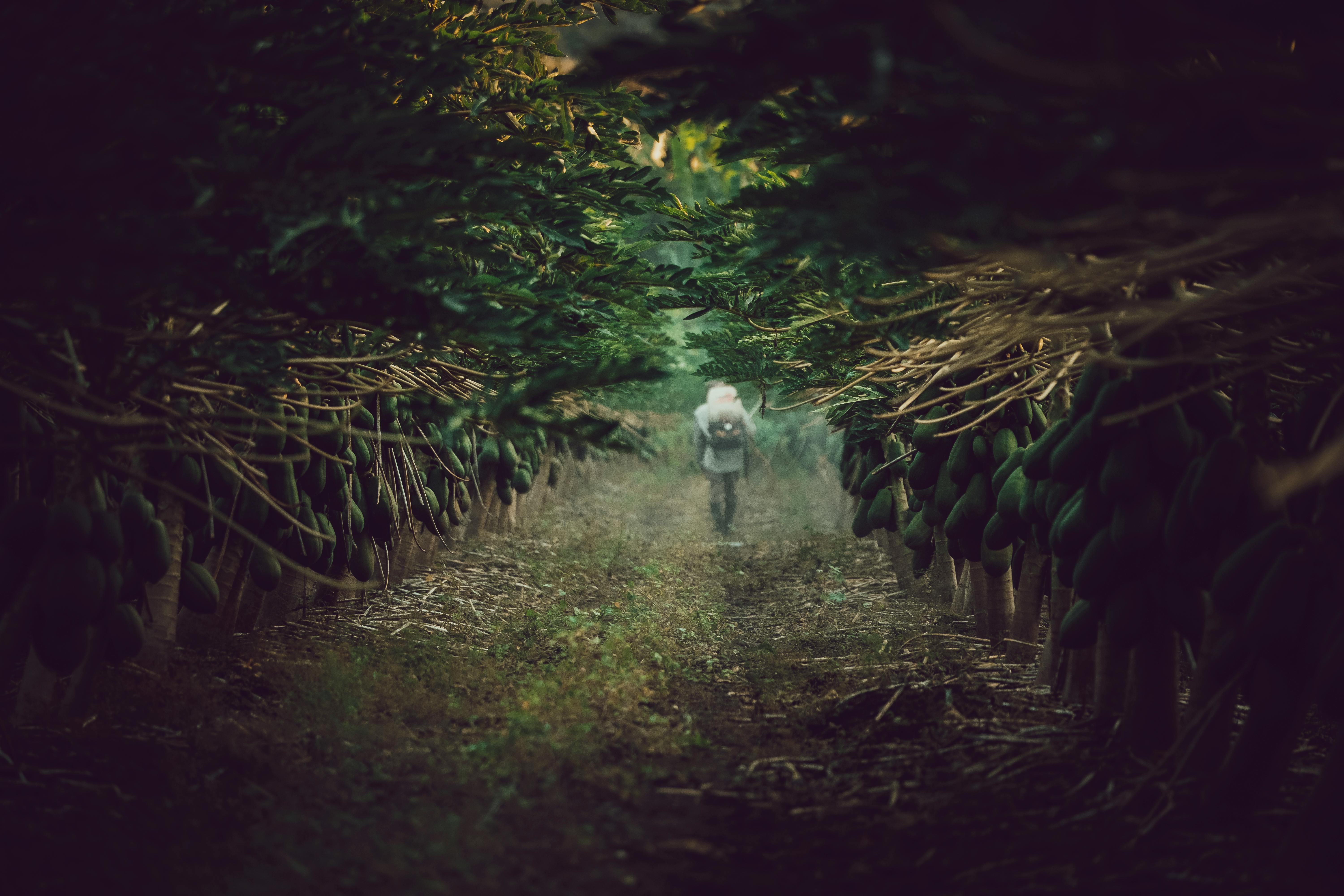 Person Walking among Trees in Orchard · Free Stock Photo