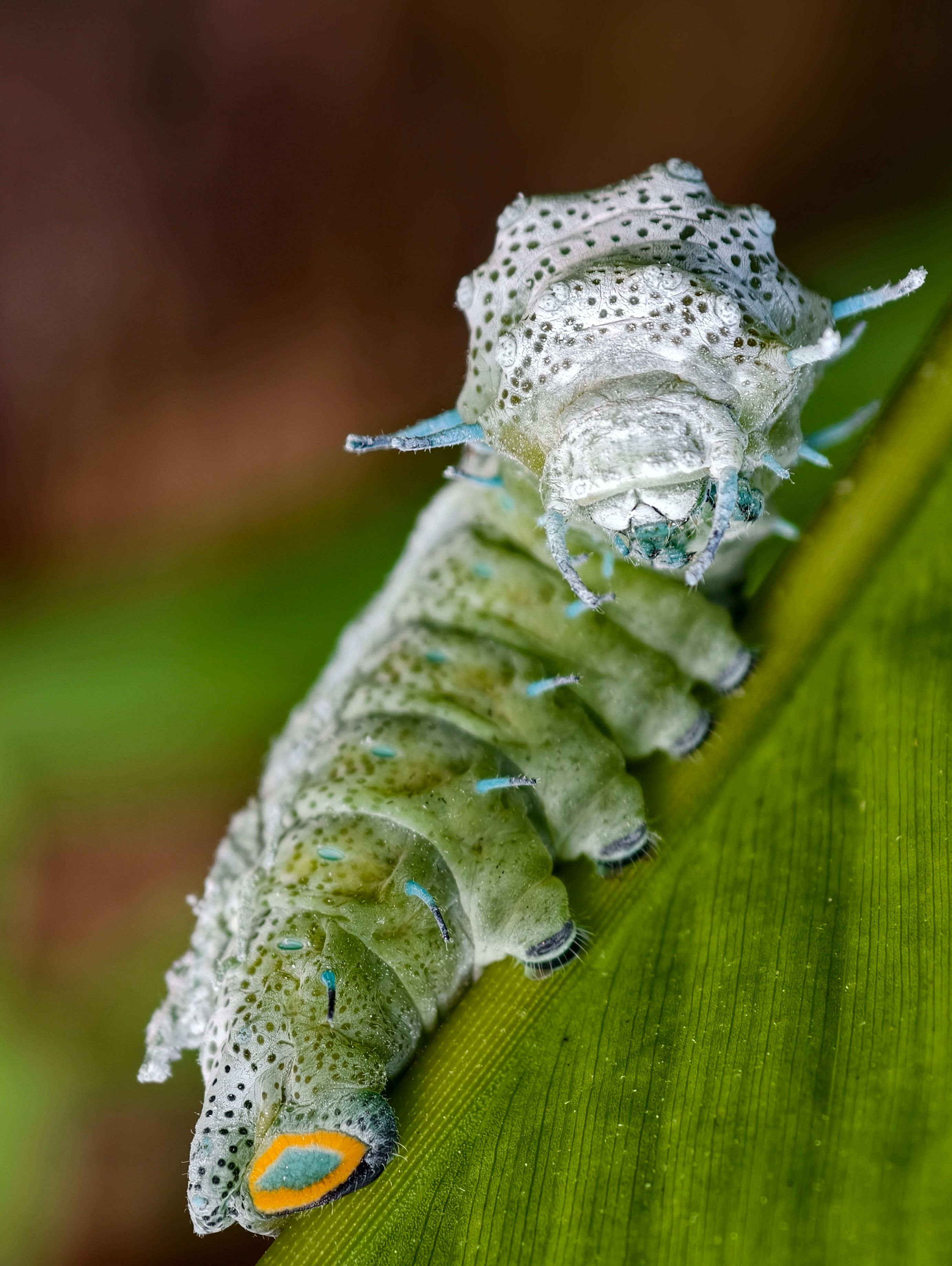 Caterpillar Face Photos, Download The BEST Free Caterpillar Face Stock ...