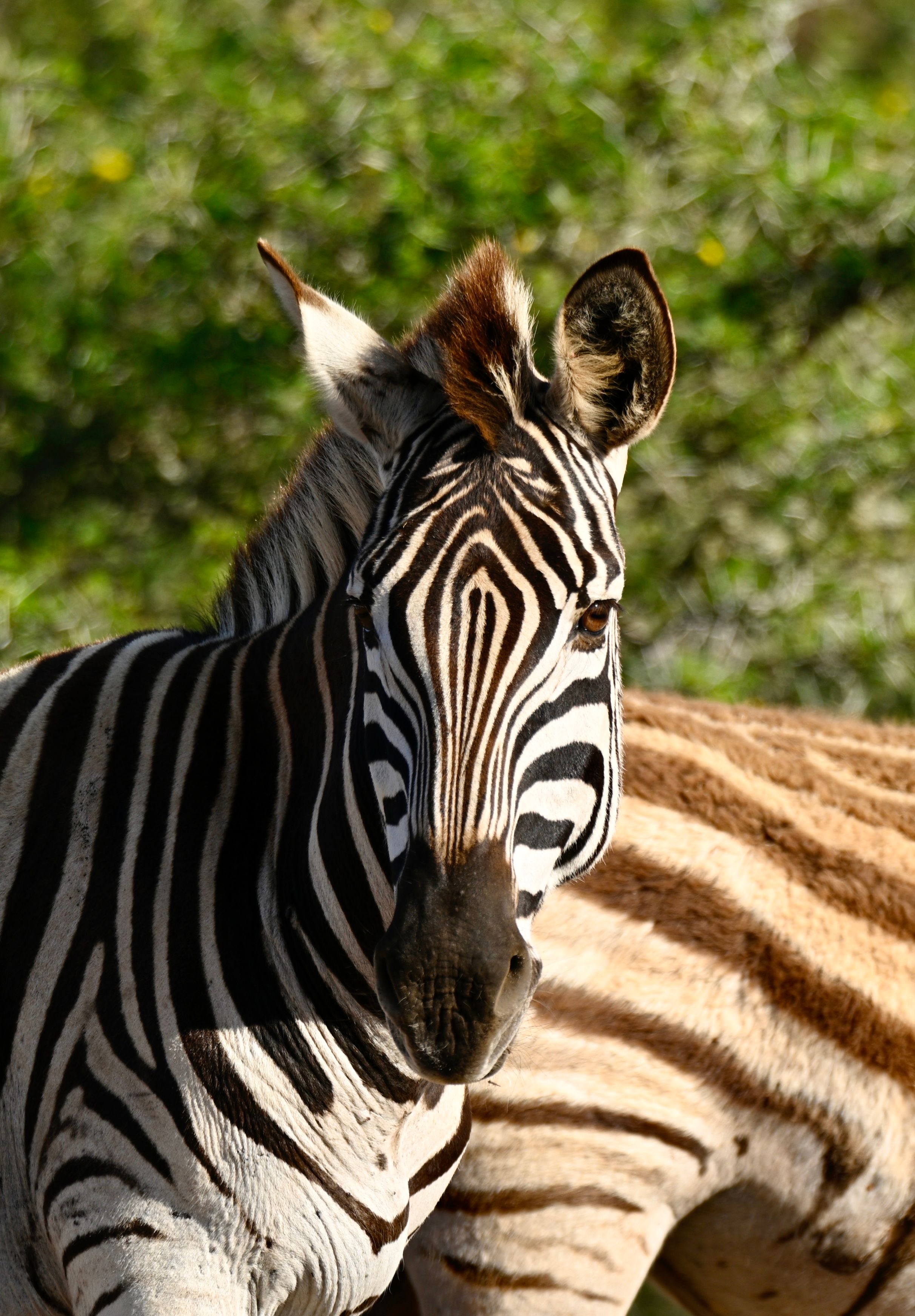 Zebra Pattern Photos, Download The BEST Free Zebra Pattern Stock Photos ...