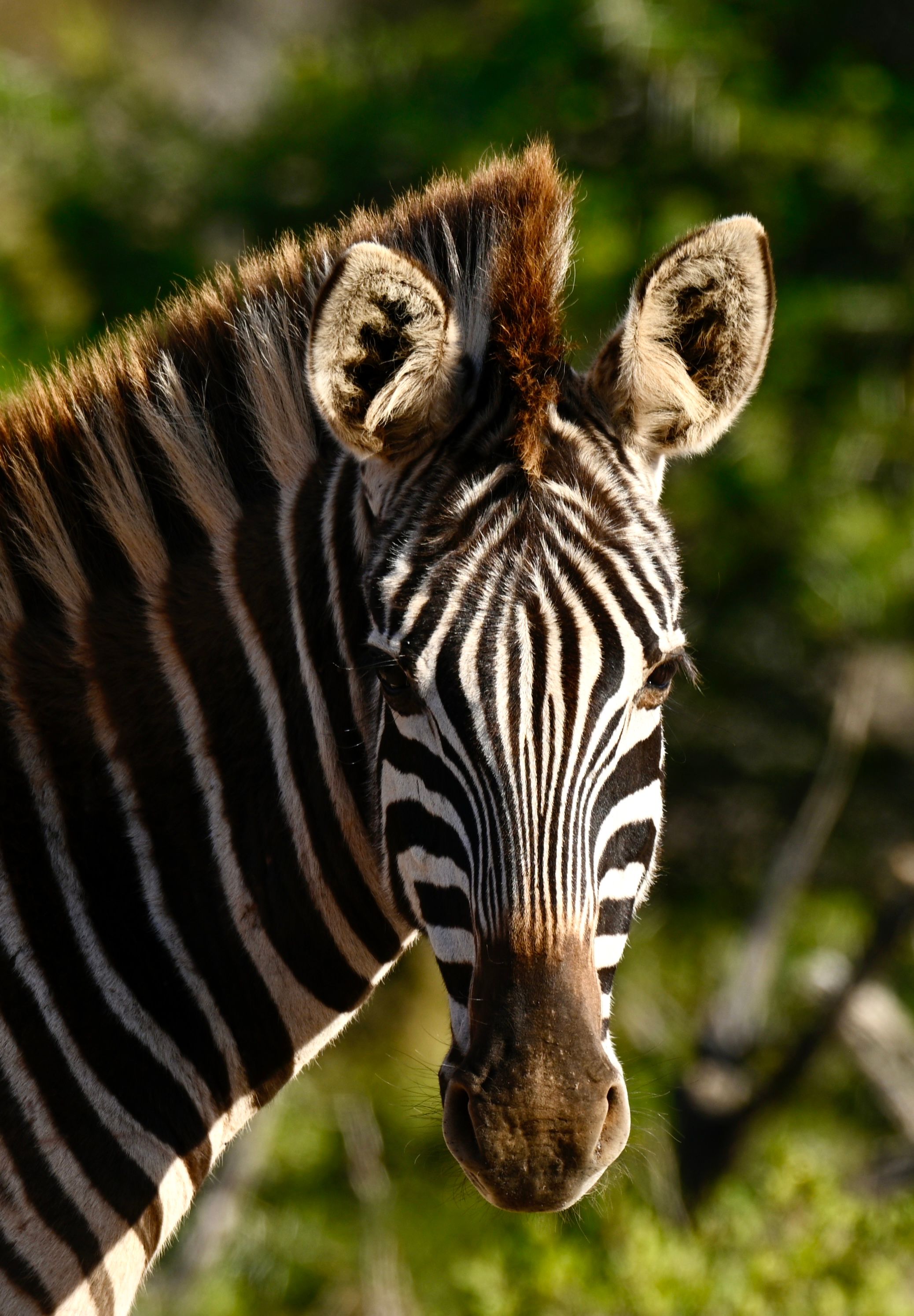 Grayscale Photo of Zebra · Free Stock Photo