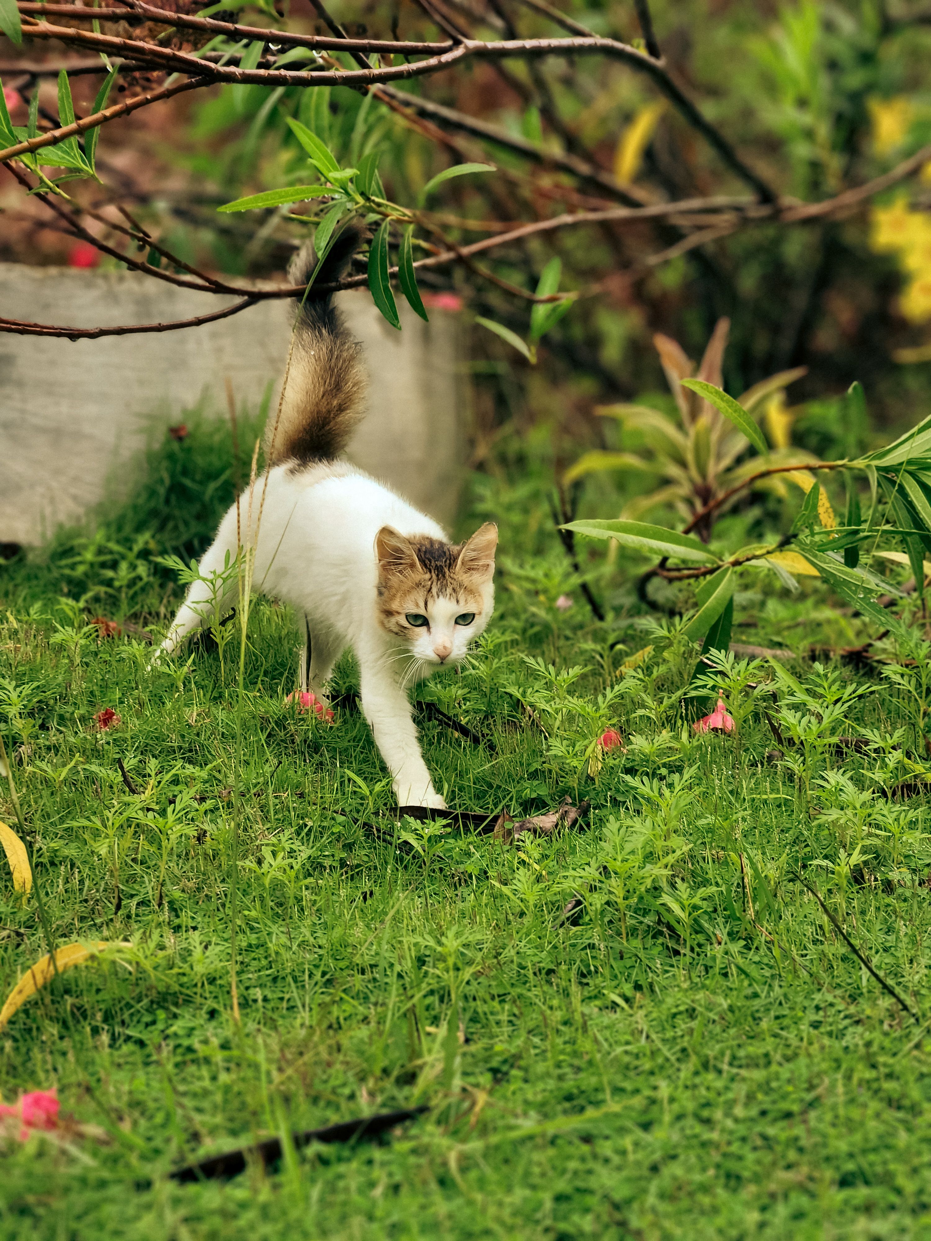 Cat Poses Photos, Download The BEST Free Cat Poses Stock Photos & HD Images