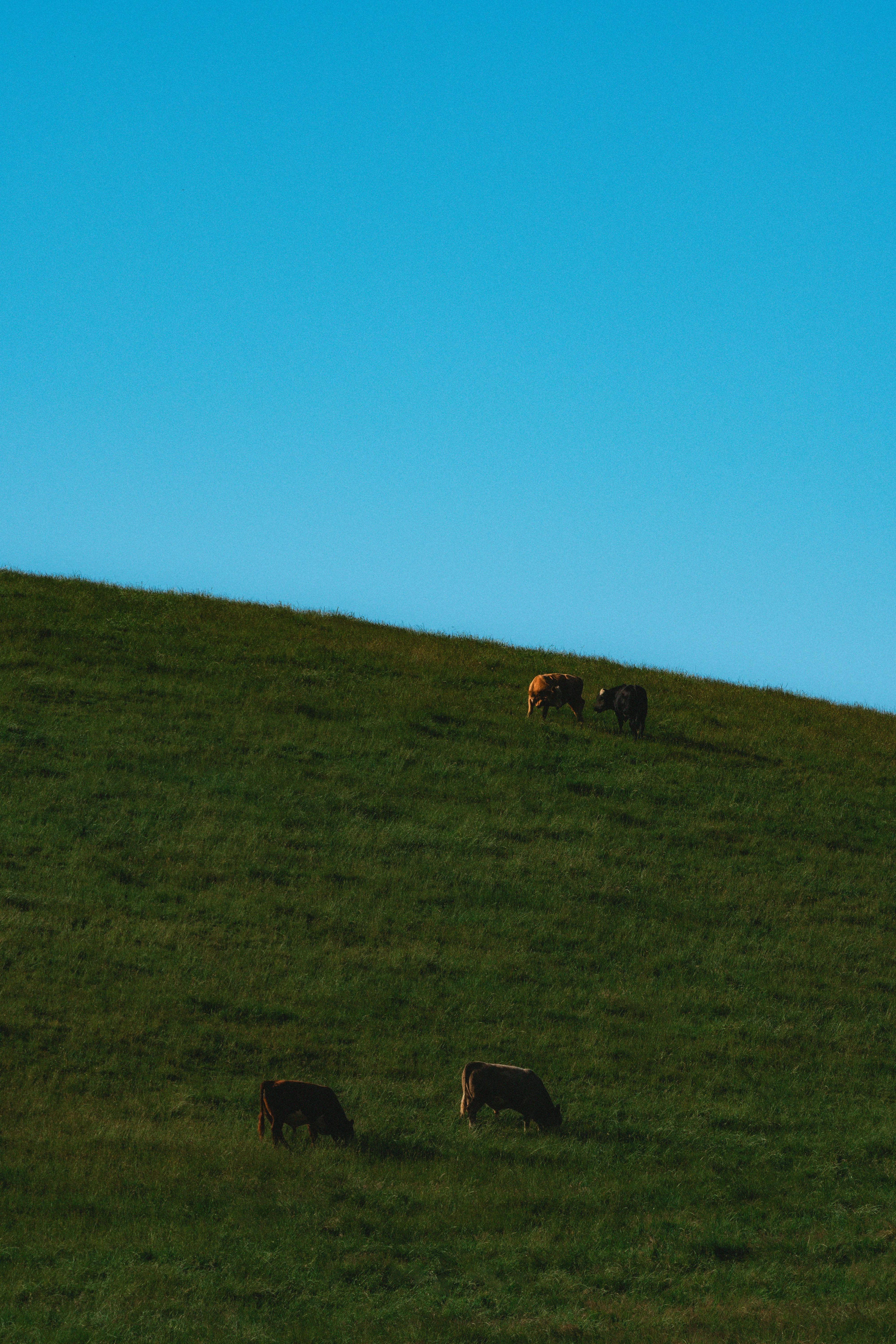 Maplestar+Free+Animations Photos, Download The BEST Free Maplestar+Free ...