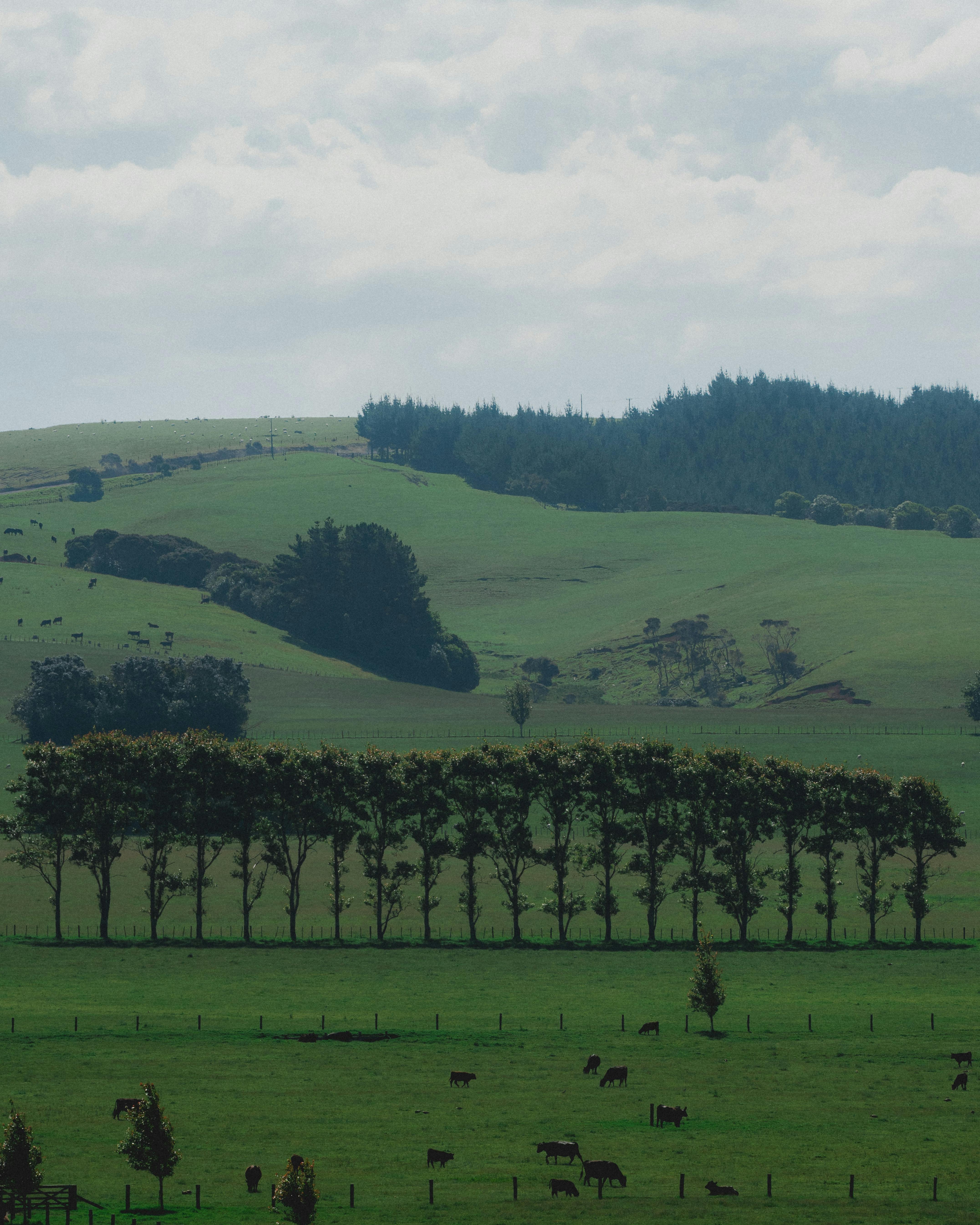 Những Ngọn đồi Thoai Thoải Và Hàng Cây Xanh Mướt ở Vùng Nông Thôn New ...