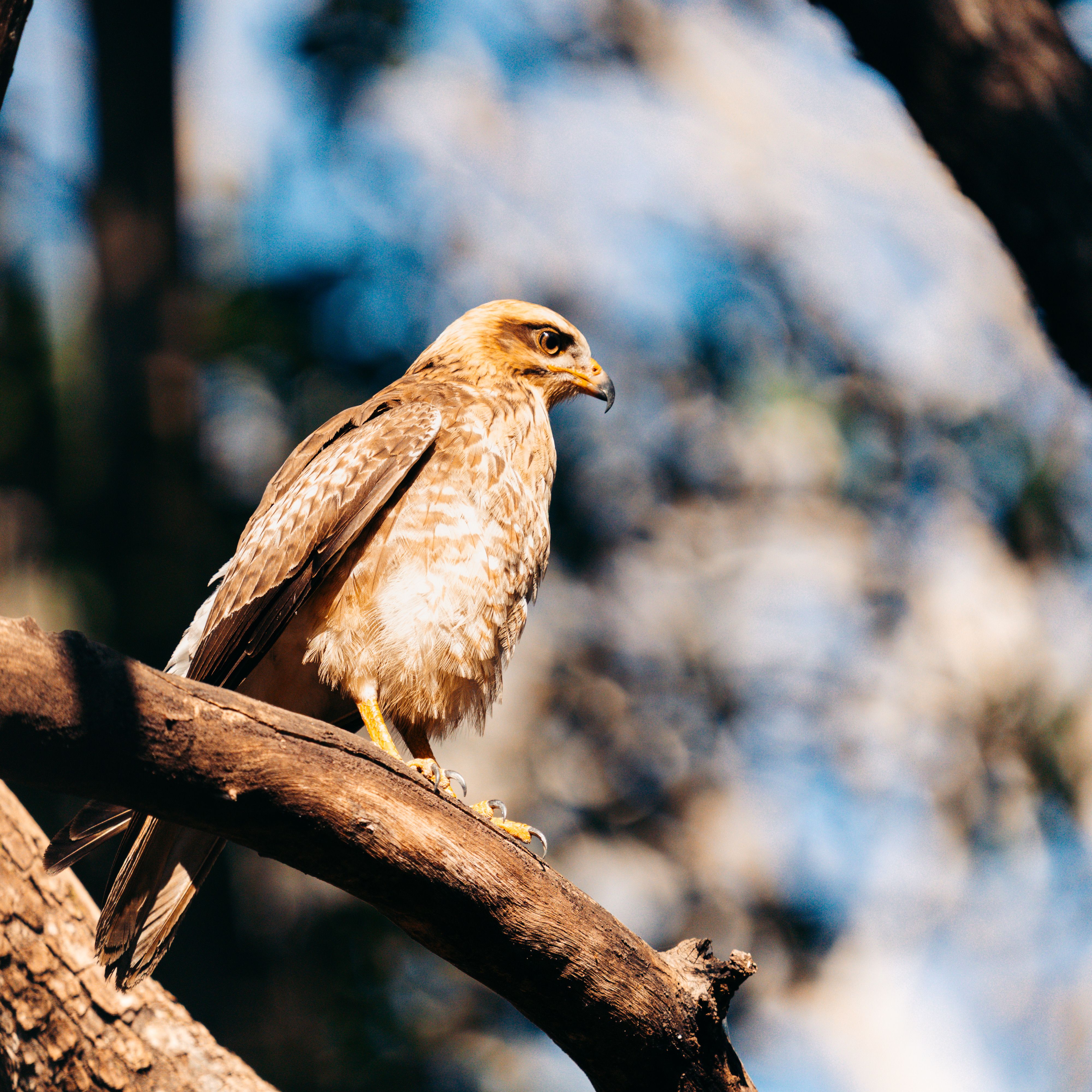 Close-up of a Raptor on a Tree Branch · Free Stock Photo