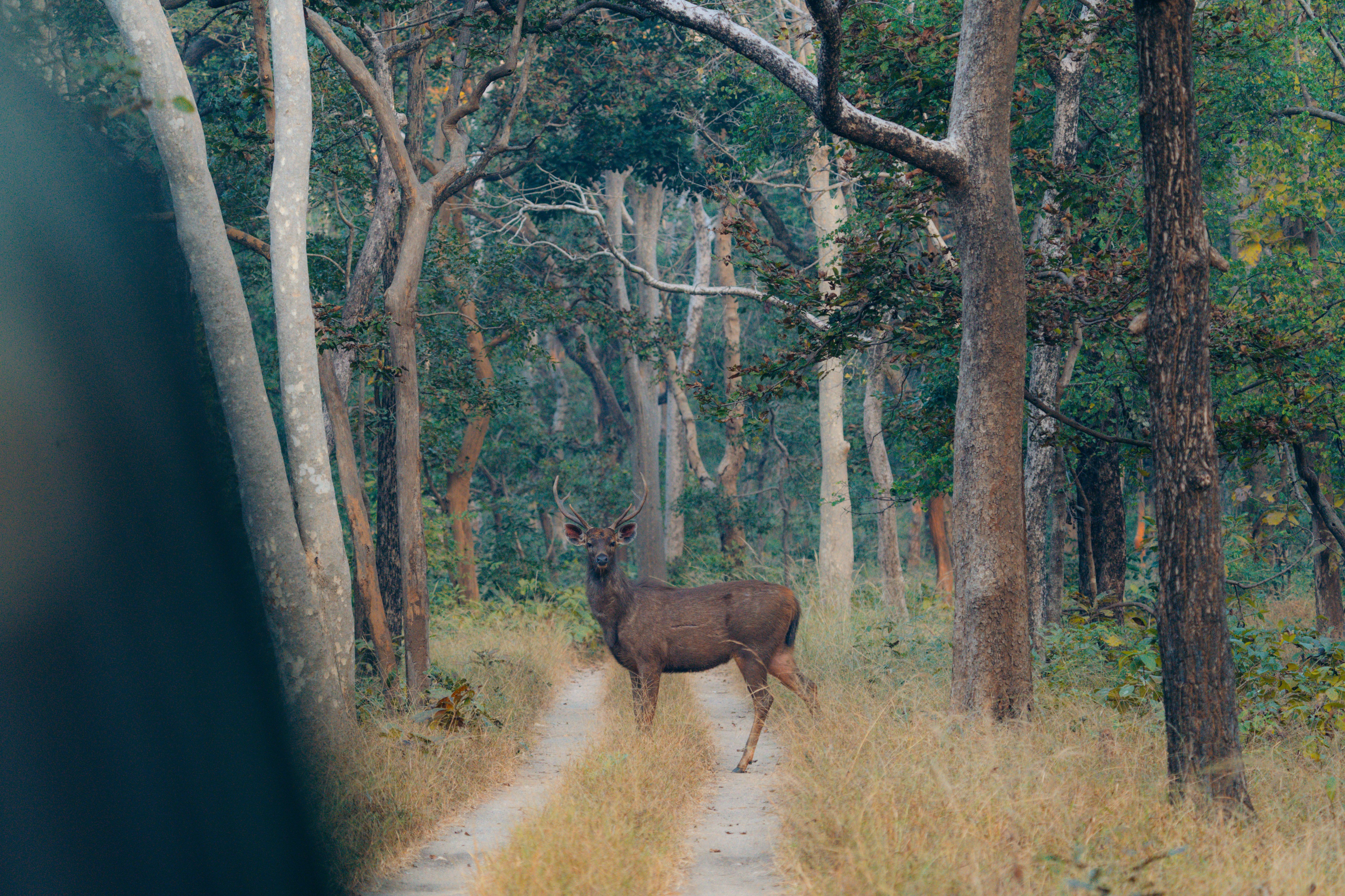 Majestic Deer Standing in Serene Forest Path · Free Stock Photo