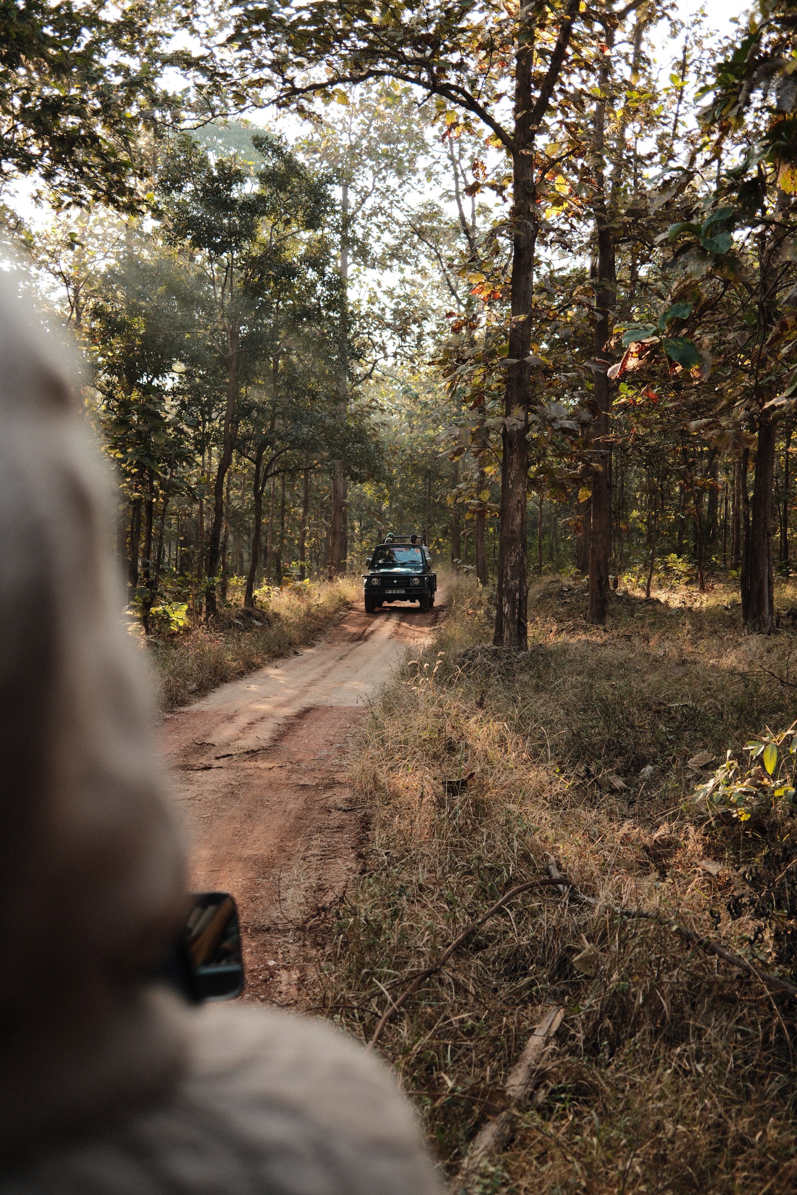 Off-road Adventure Through Dense Forest Path · Free Stock Photo