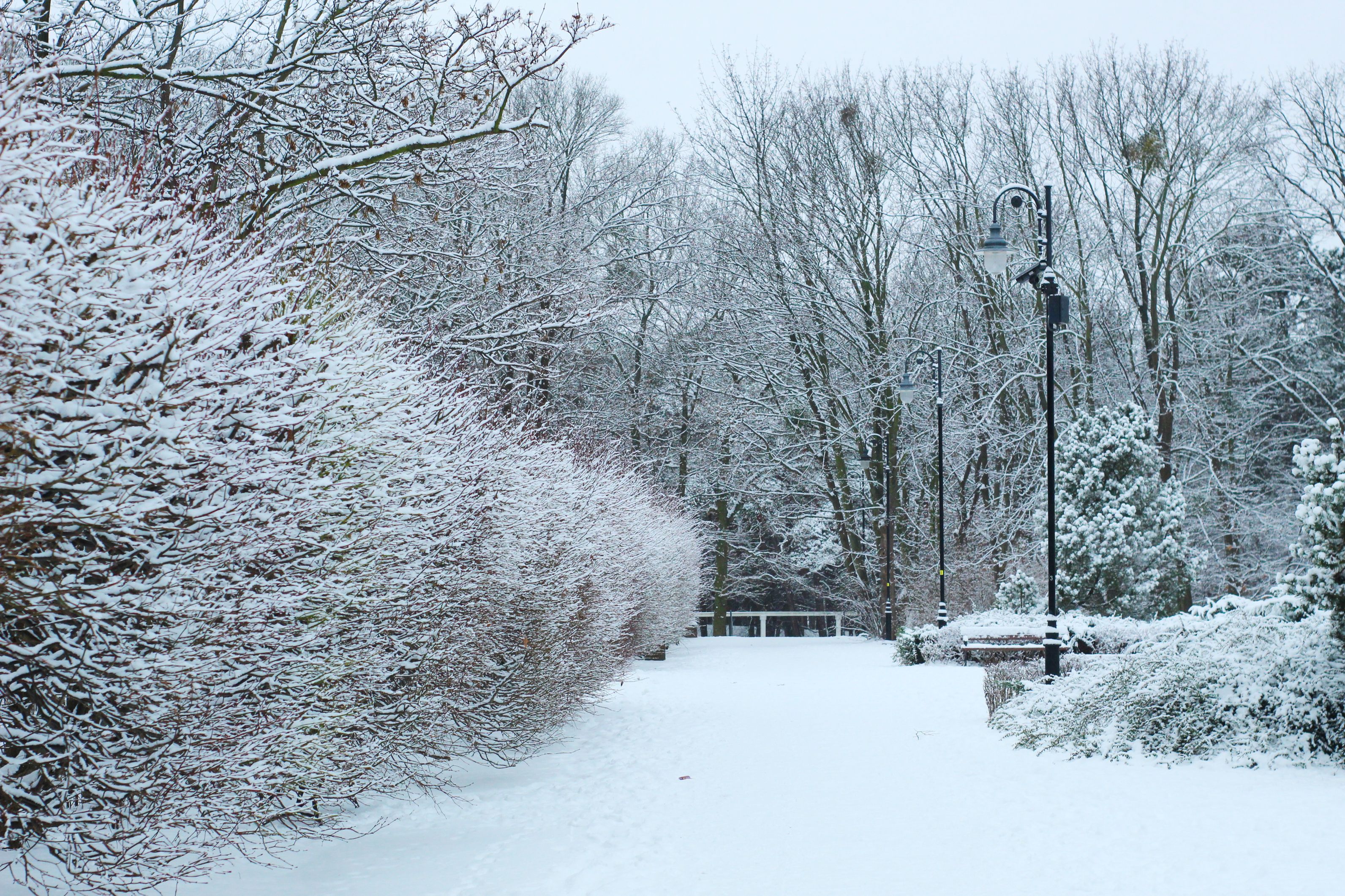 Christmas Snow Overlay Photos, Download The BEST Free Christmas Snow ...