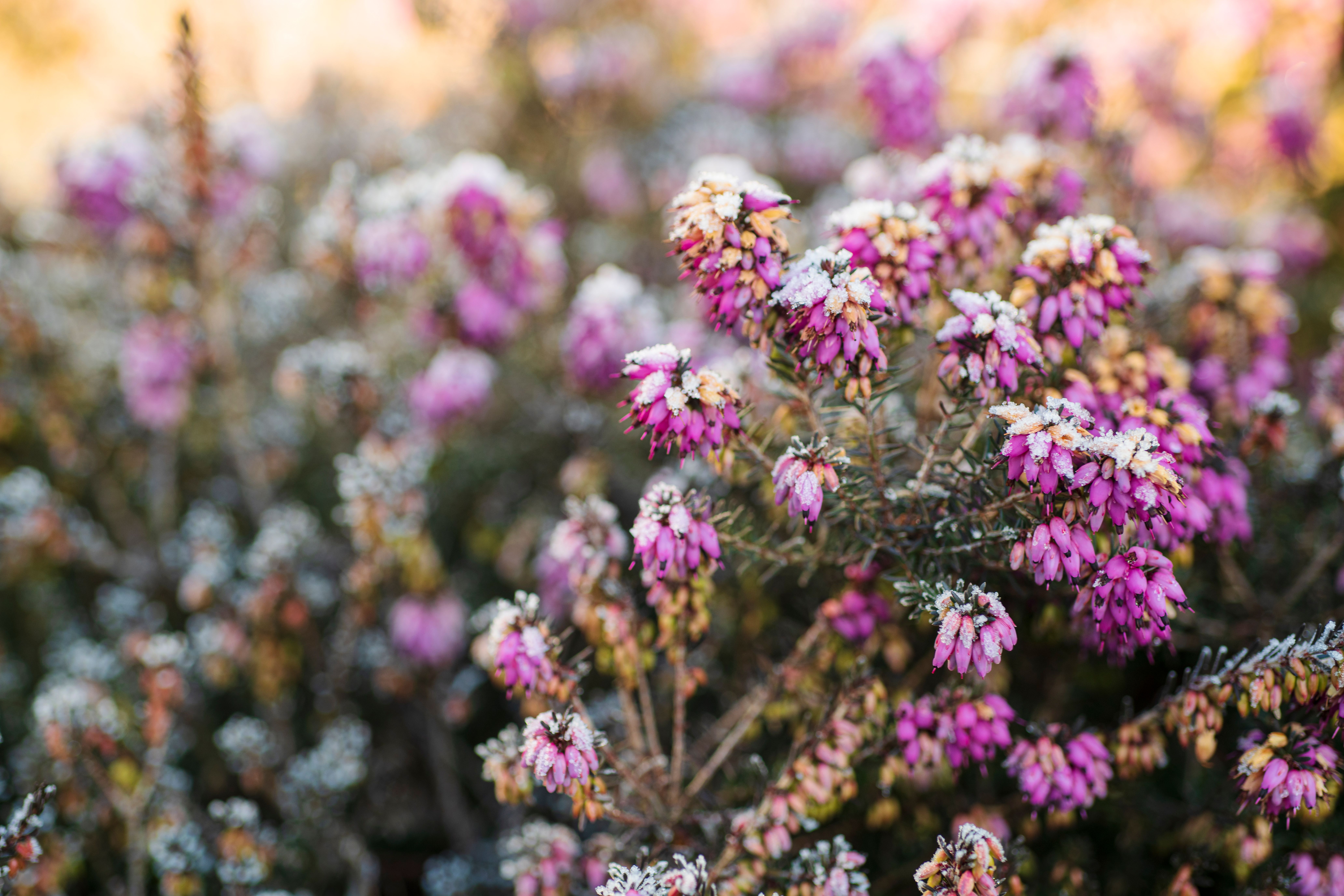Frosted Heather Flowers in Winter Morning Light · Free Stock Photo