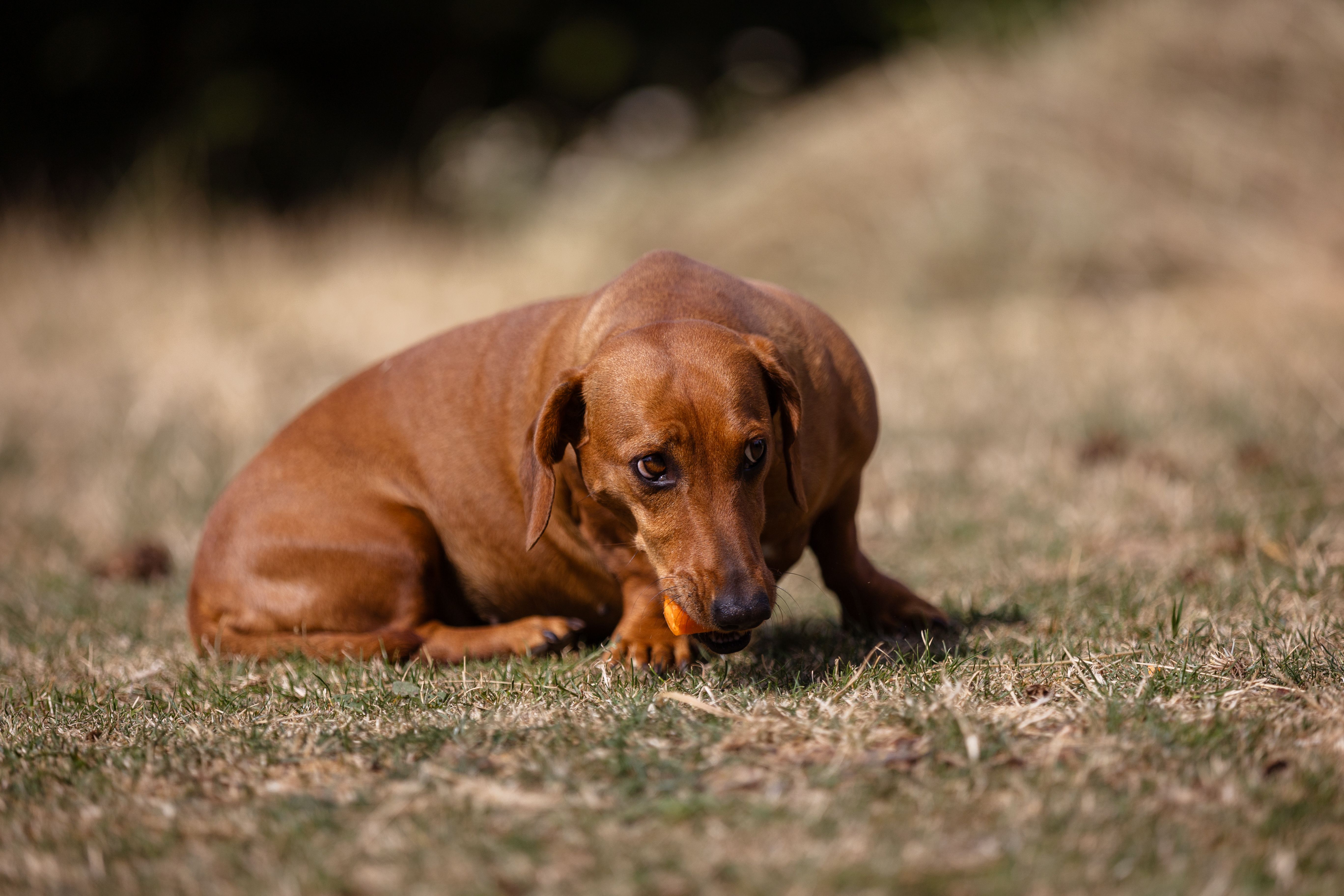 Sausage Dog Photos, Download The BEST Free Sausage Dog Stock Photos ...