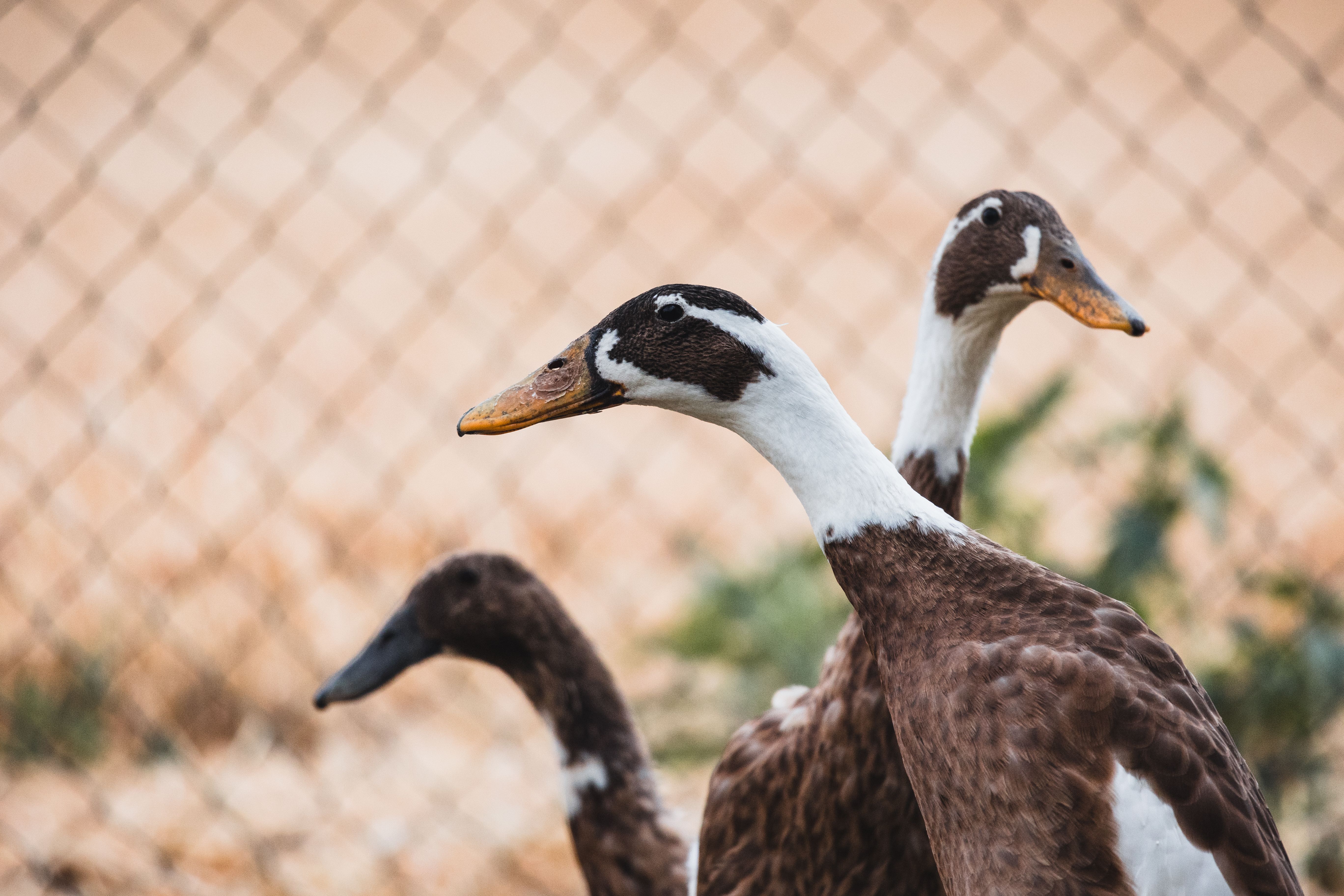 Trio of Ducks in a Fenced Outdoor Setting · Free Stock Photo