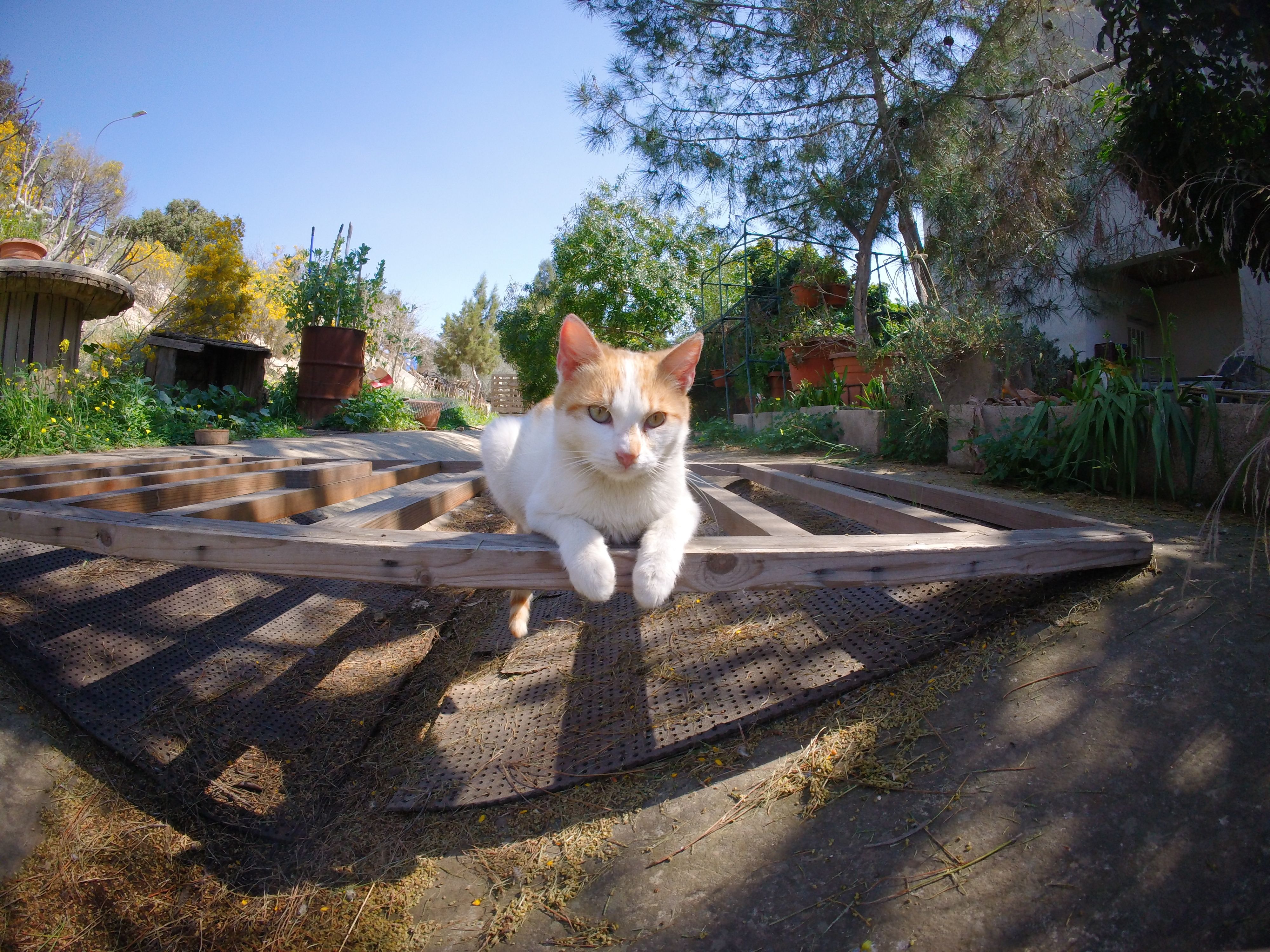 Goofy Cat Photos, Download The BEST Free Goofy Cat Stock Photos & HD Images