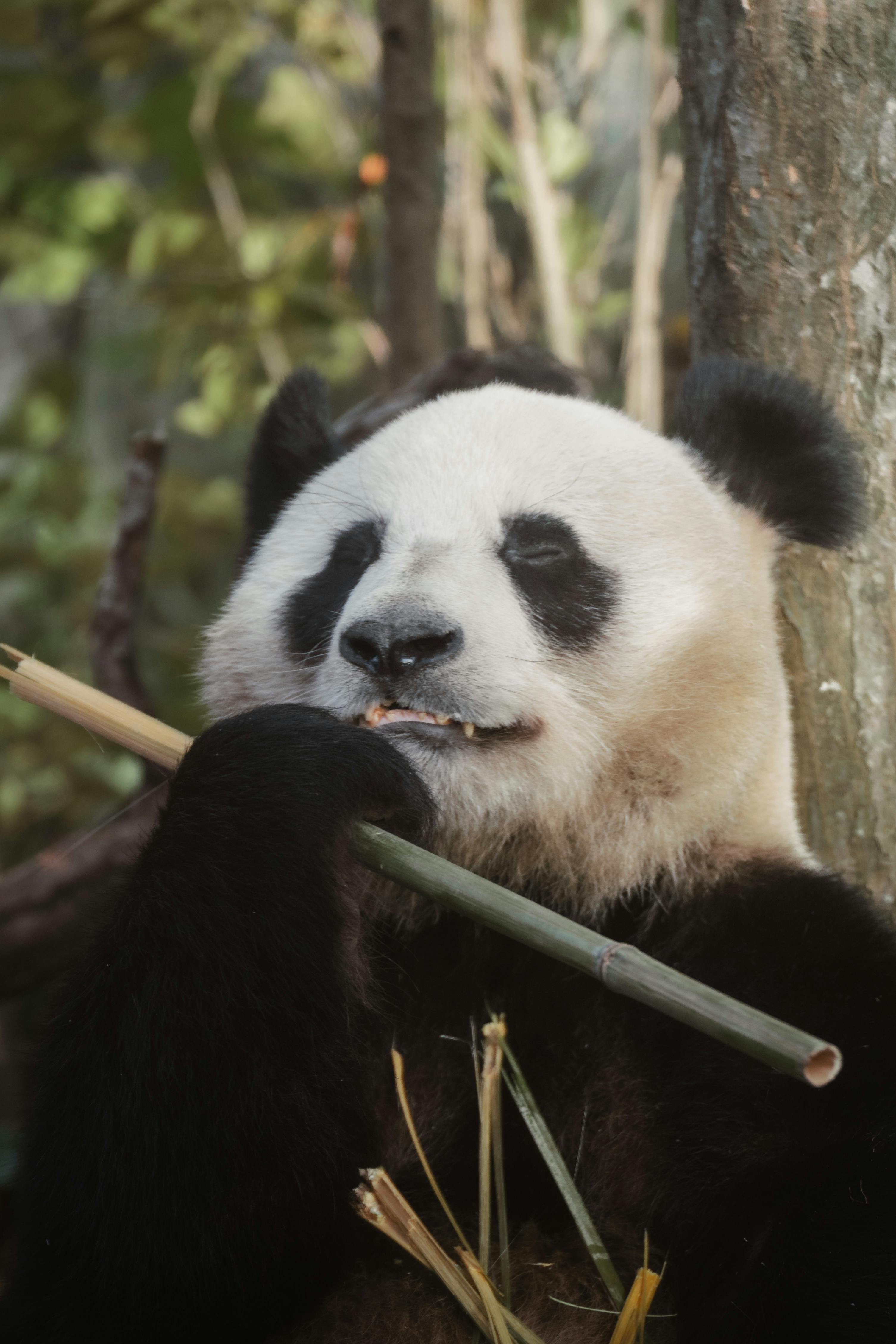 Cute Baby Panda Desktop Wallpaper Photos, Download The BEST Free Cute ...