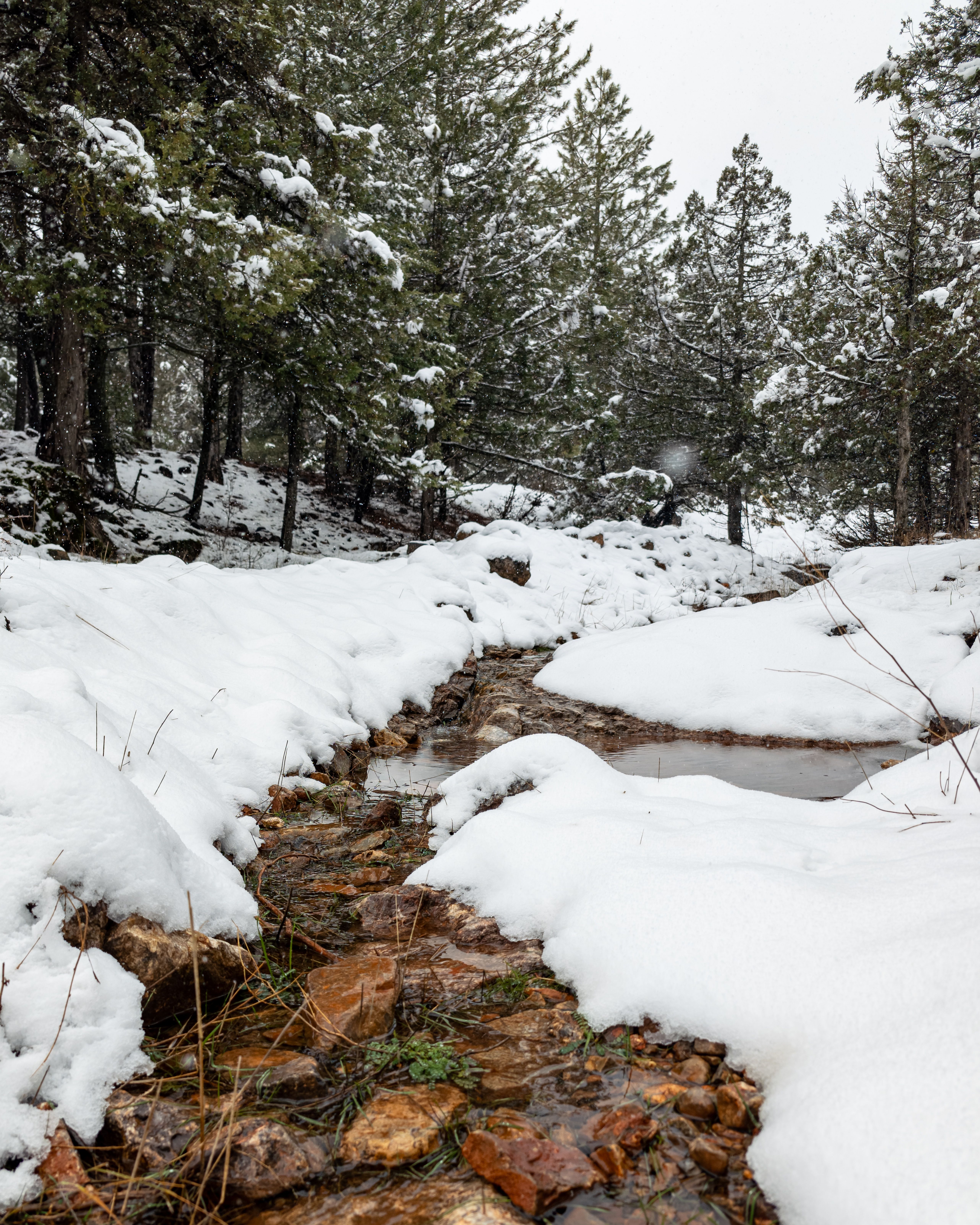 Snowy Forest Stream in Winter Wonderland · Free Stock Photo