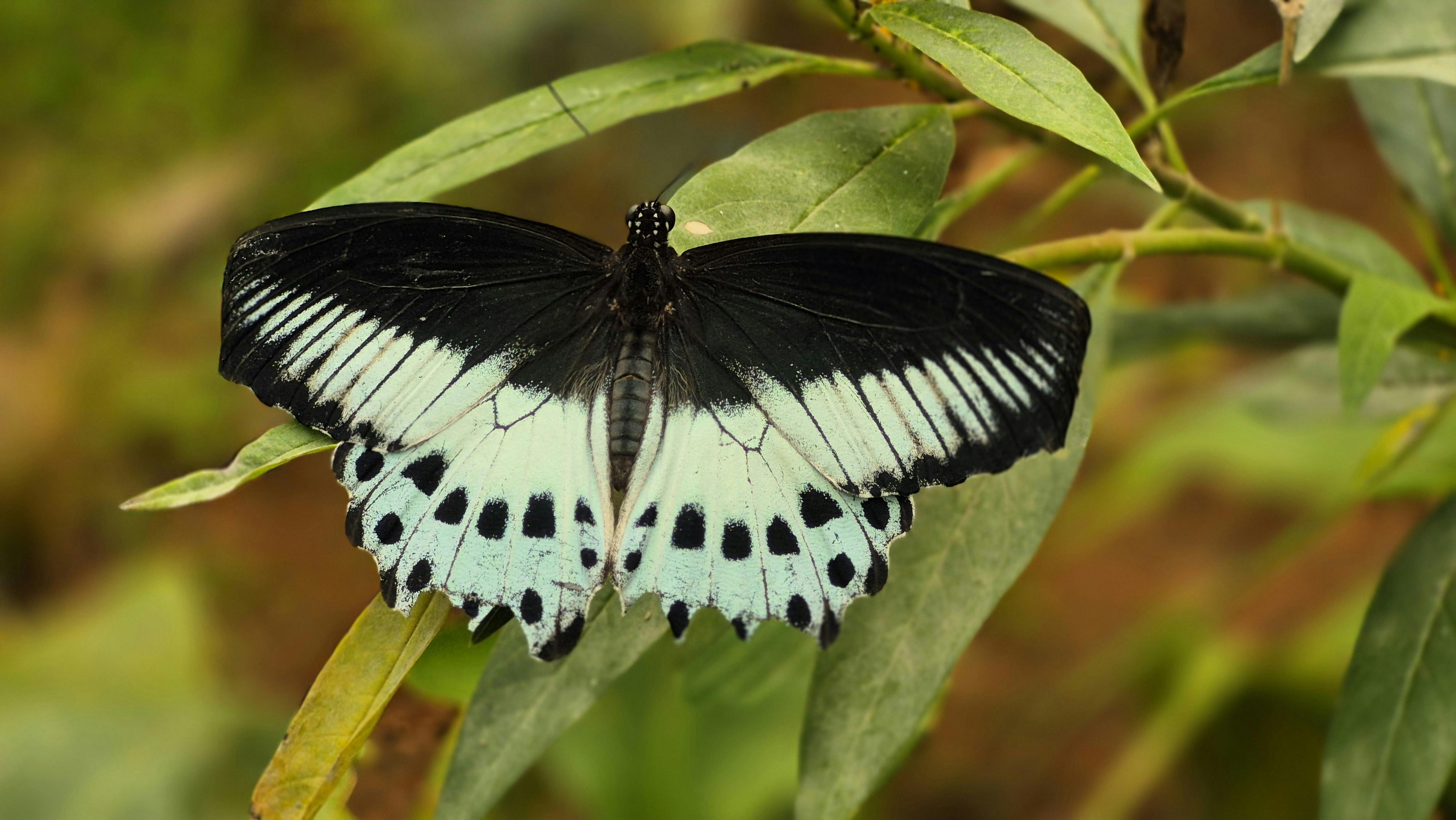 Scroller+Butterfly+Wings Photos, Download The BEST Free Scroller ...