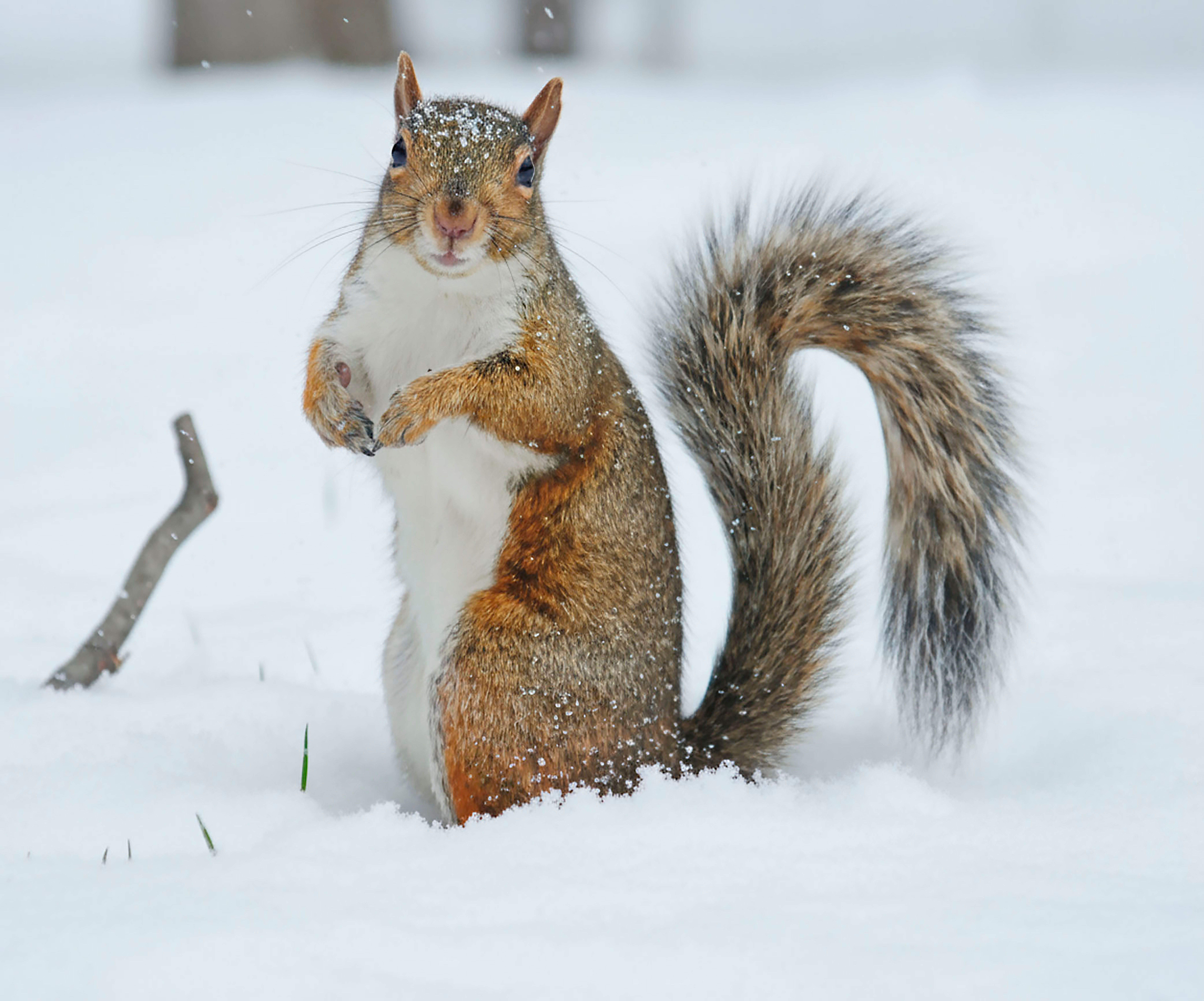 Animals In Snow Photos, Download The BEST Free Animals In Snow Stock ...