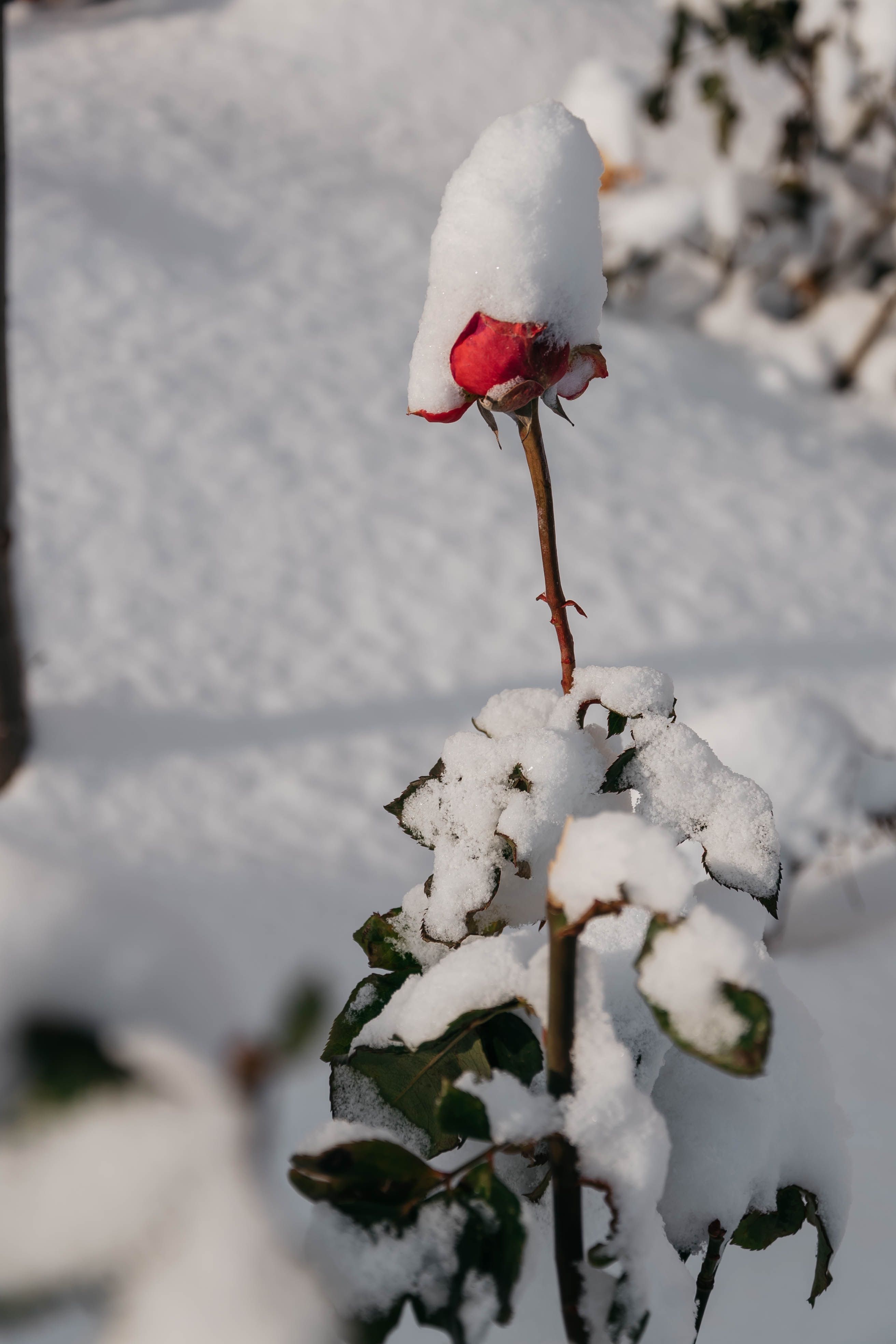 Red Rose Covered in Fresh Winter Snow · Free Stock Photo