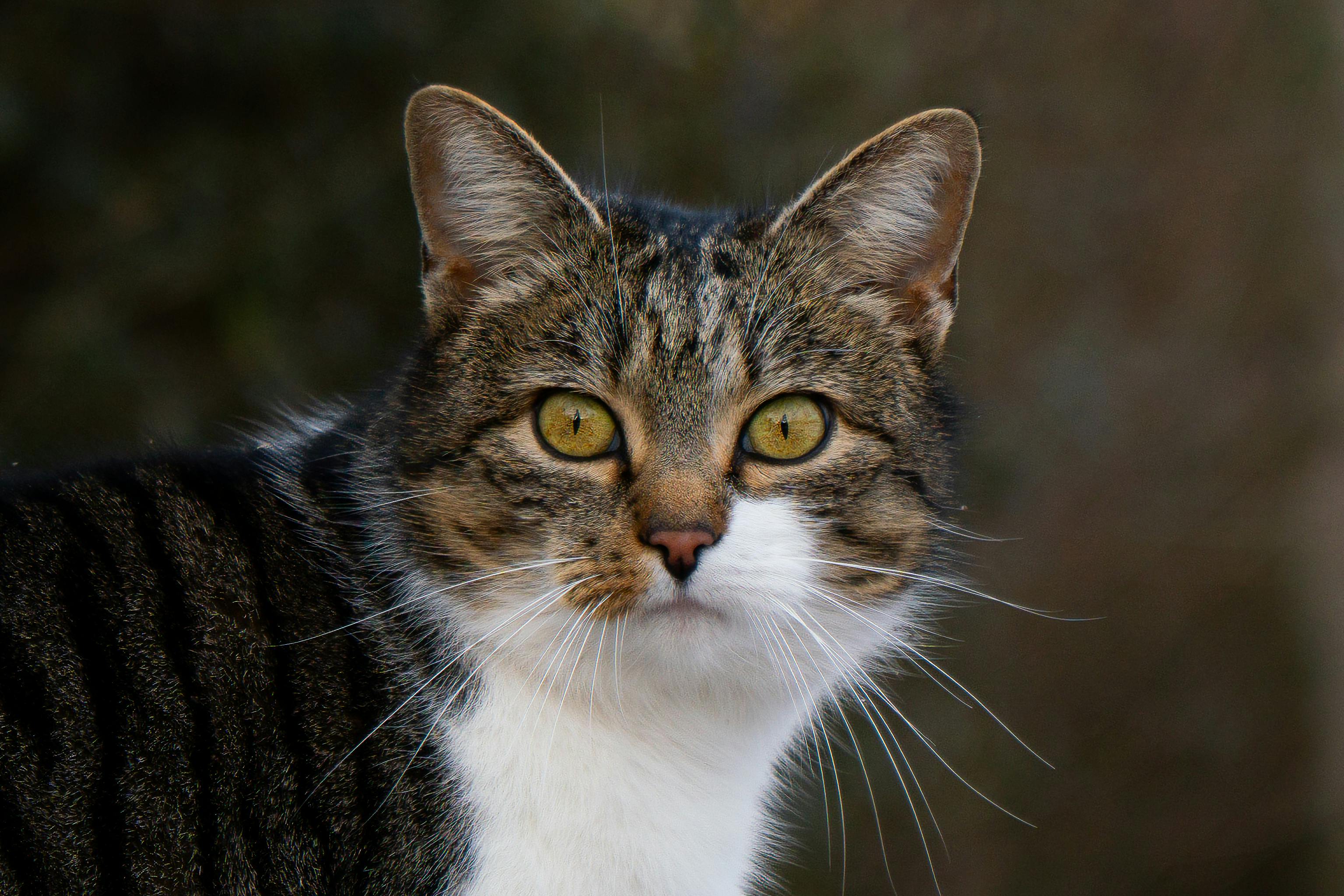 Cute Mac Wallpaper Photos, Download The BEST Free Cute Mac Wallpaper ...