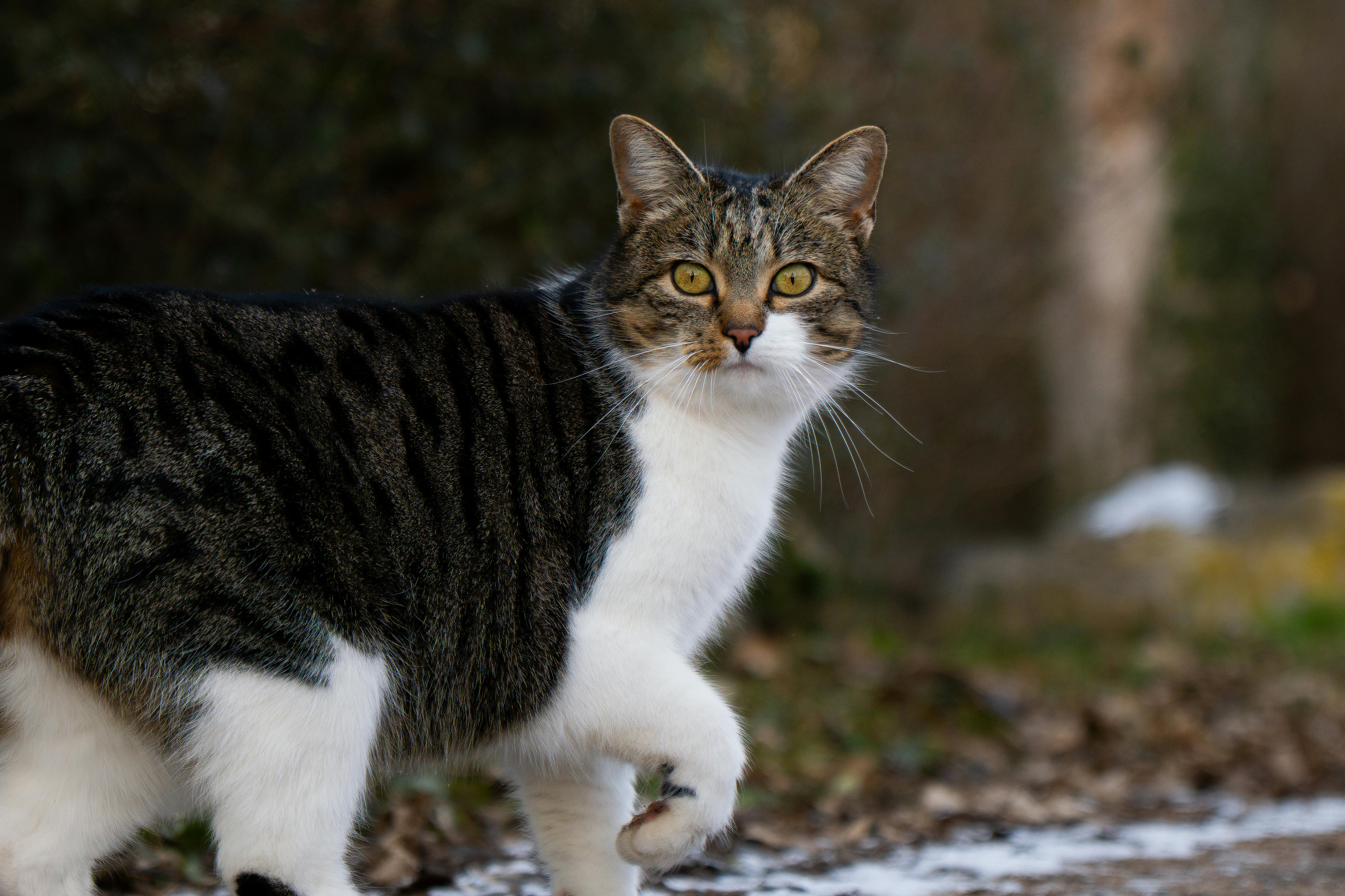 Cat Desktop Wallpaper Photos, Download The BEST Free Cat Desktop ...