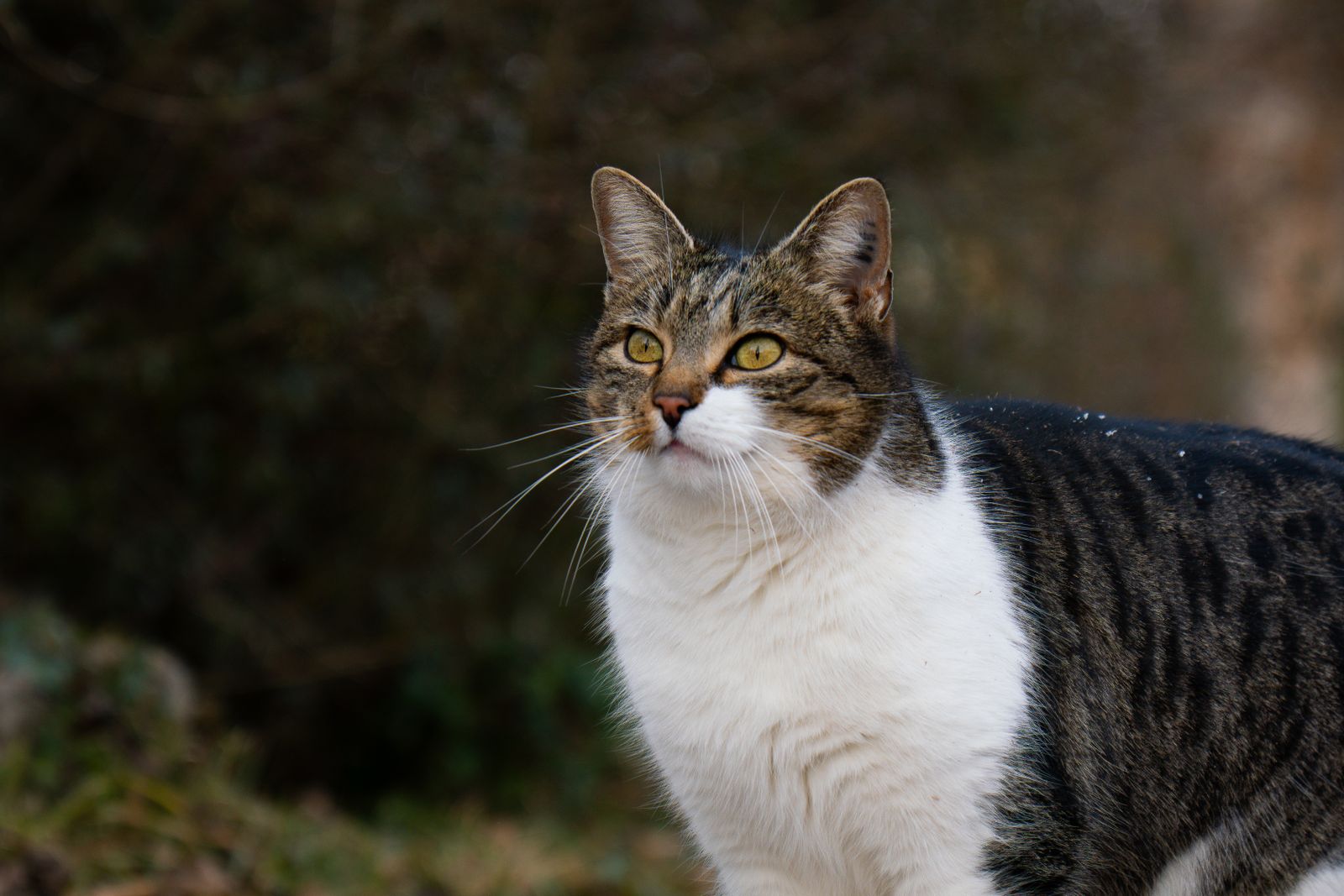 Cat No Background Photos, Download The BEST Free Cat No Background ...