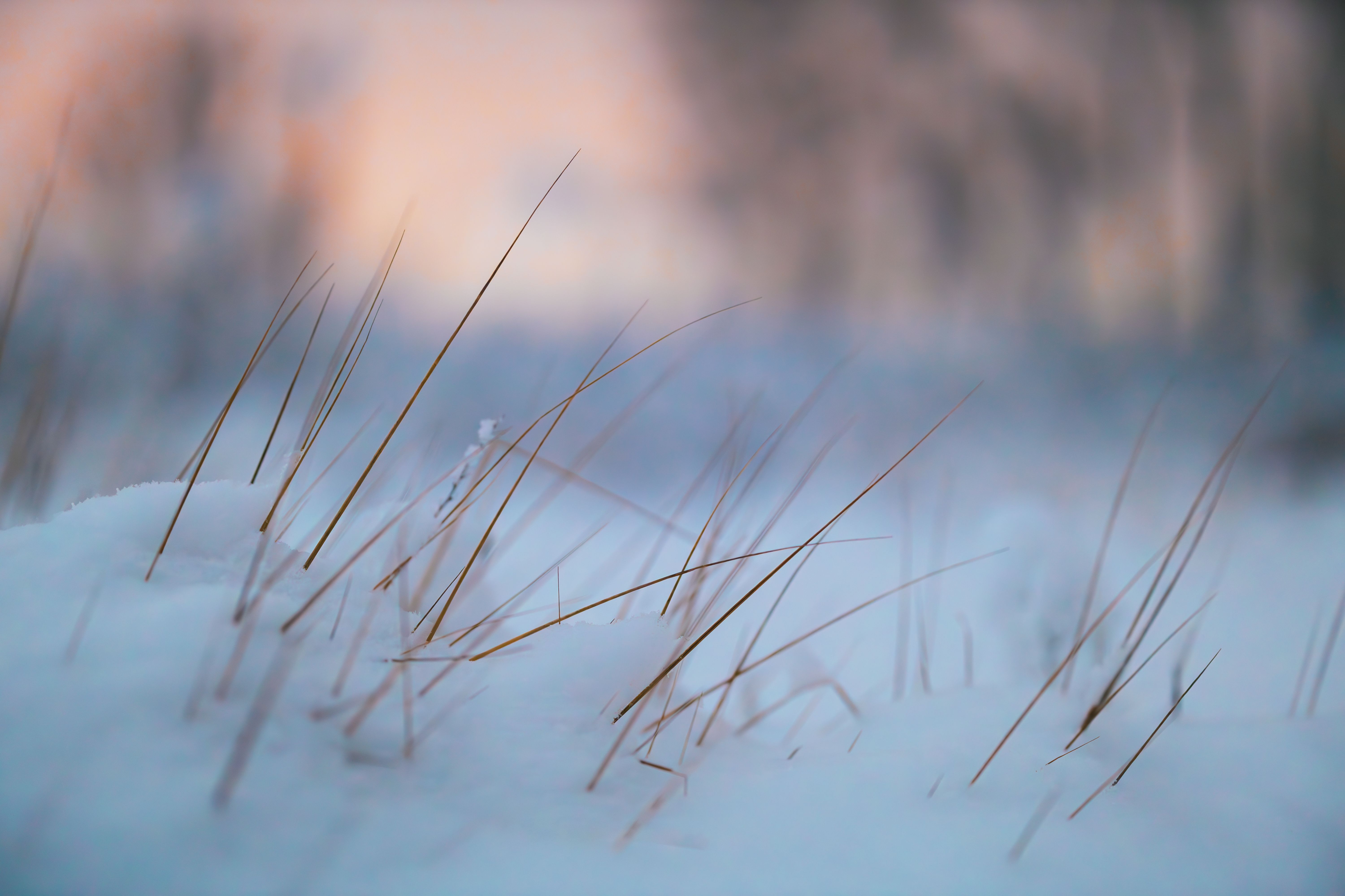 Serene Snowy Landscape with Frosty Grass Blades · Free Stock Photo