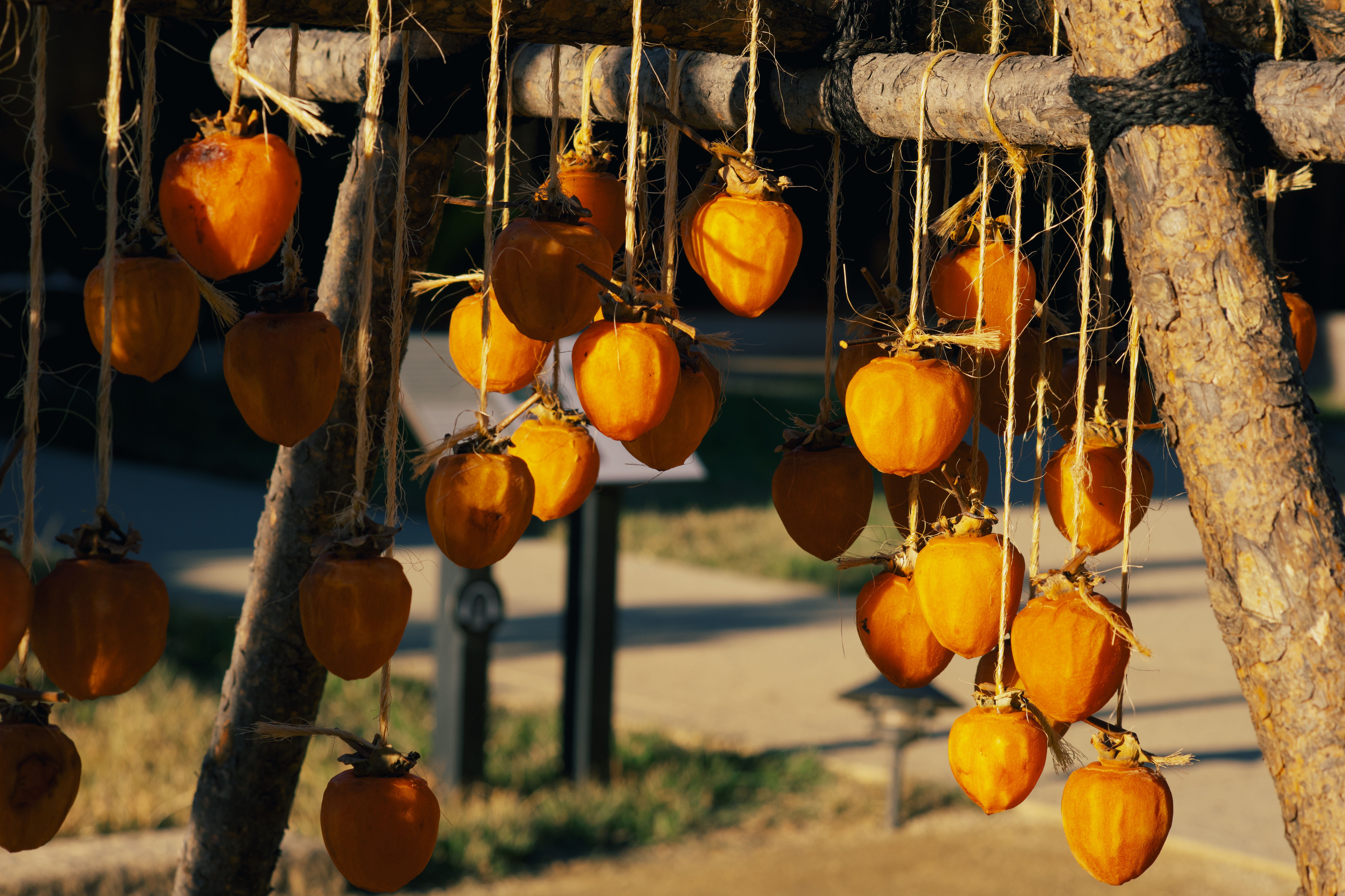 Dried Persimmons Hanging Outdoors in Autumn Sunlight · Free Stock Photo