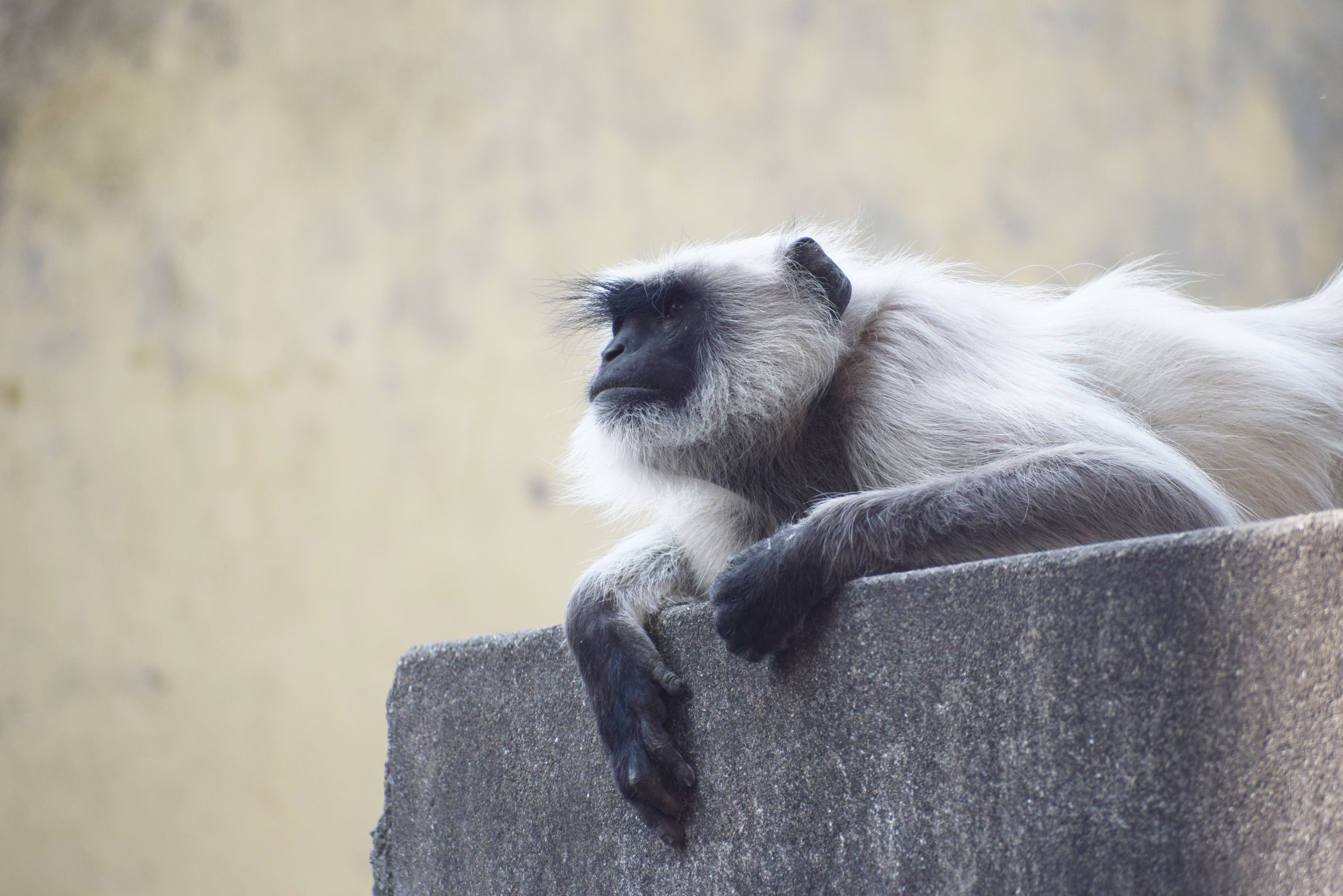Hanuman Monkey Photos, Download The BEST Free Hanuman Monkey Stock ...