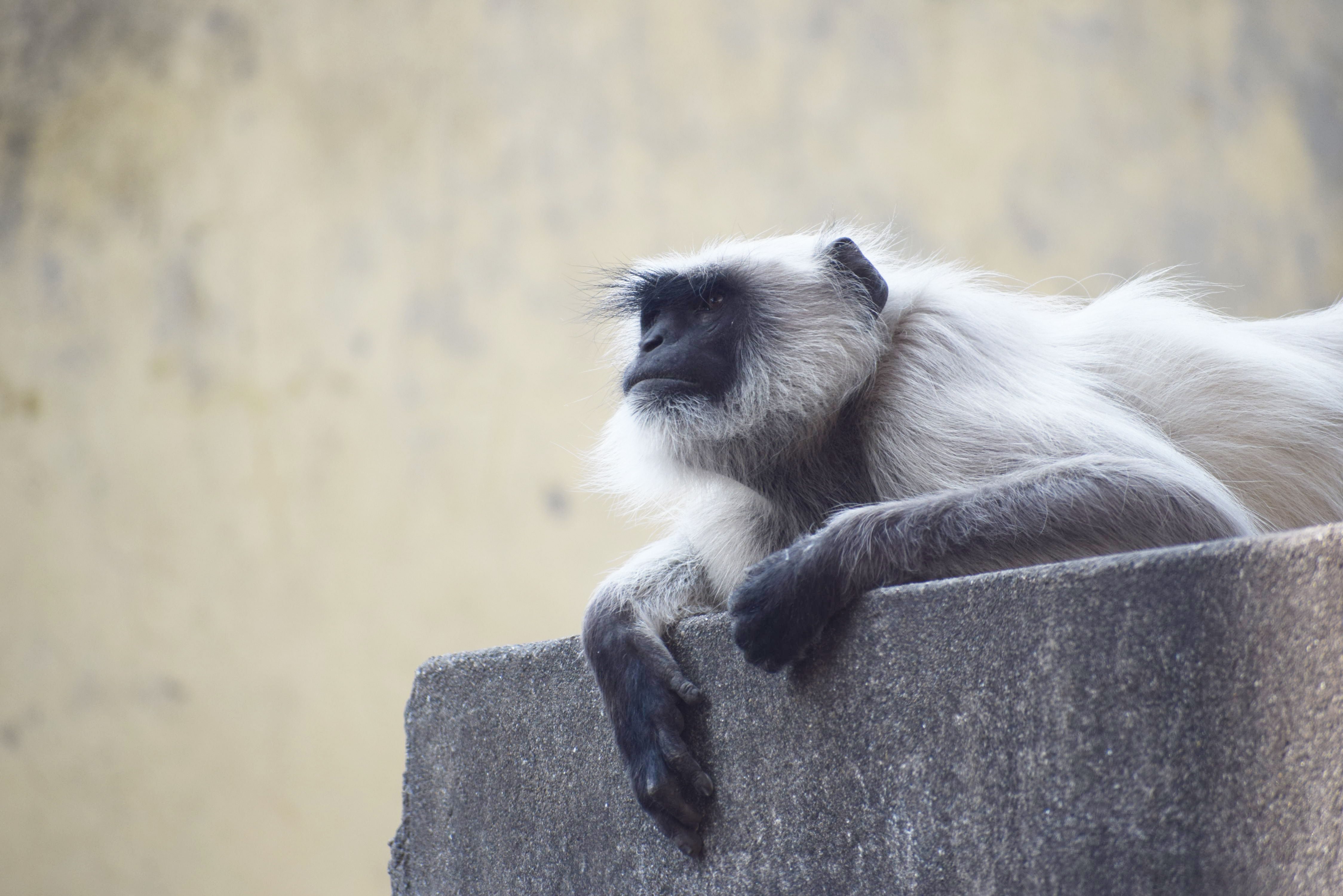 Buku Bald Tail Photos, Download The BEST Free Buku Bald Tail Stock ...
