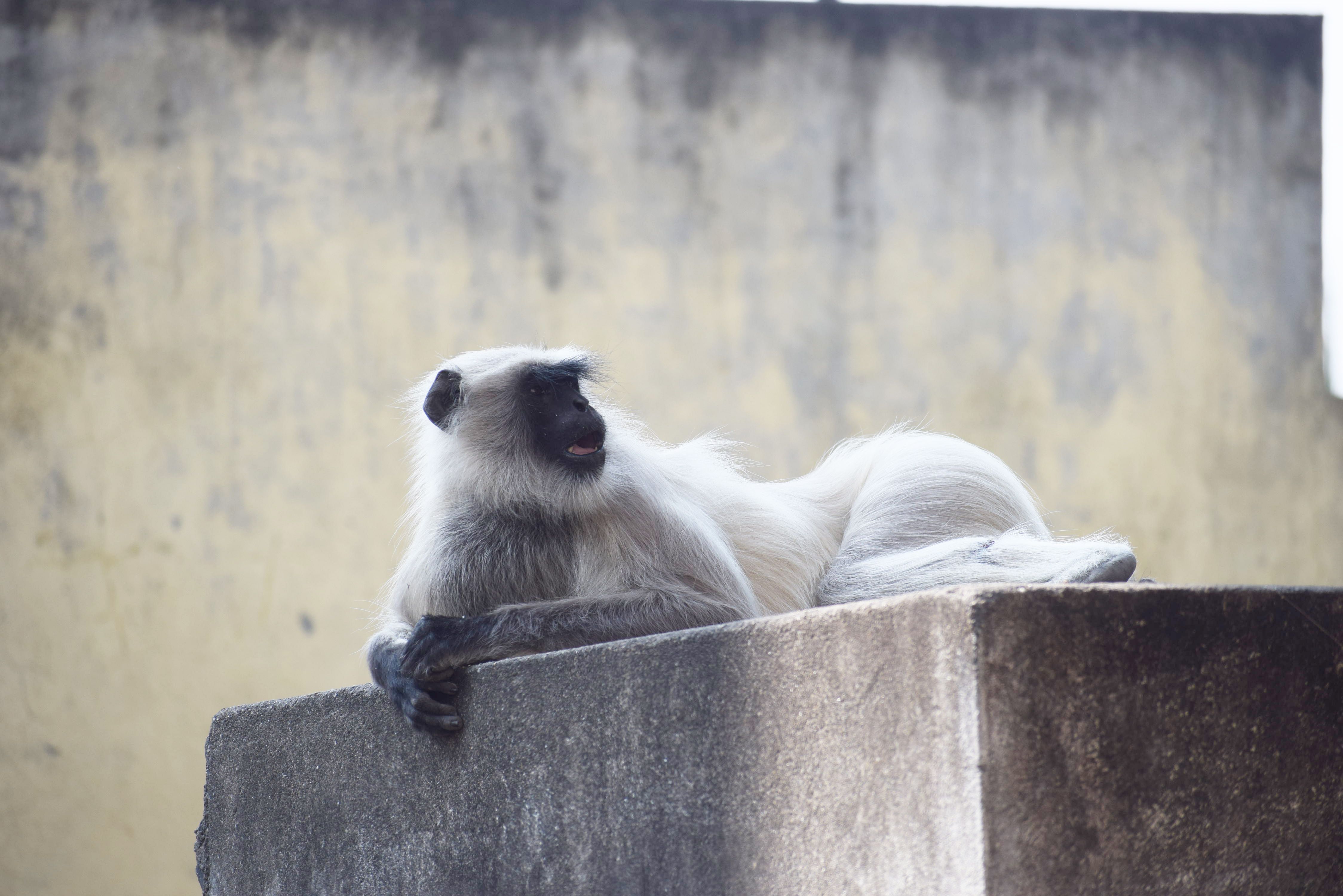 Gray Langur Resting on Concrete Structure · Free Stock Photo