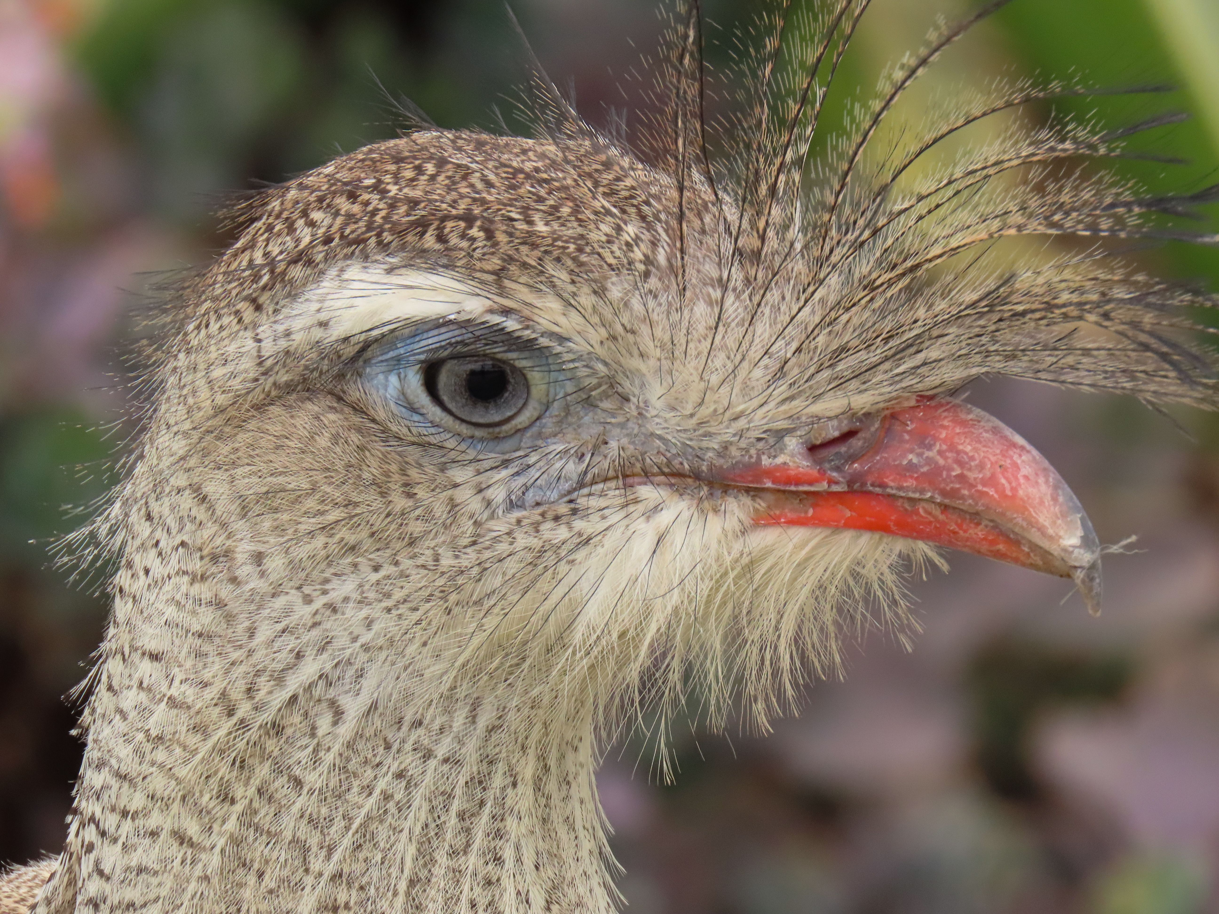 Foto de stock gratuita sobre al aire libre, américa del sur, animal ...