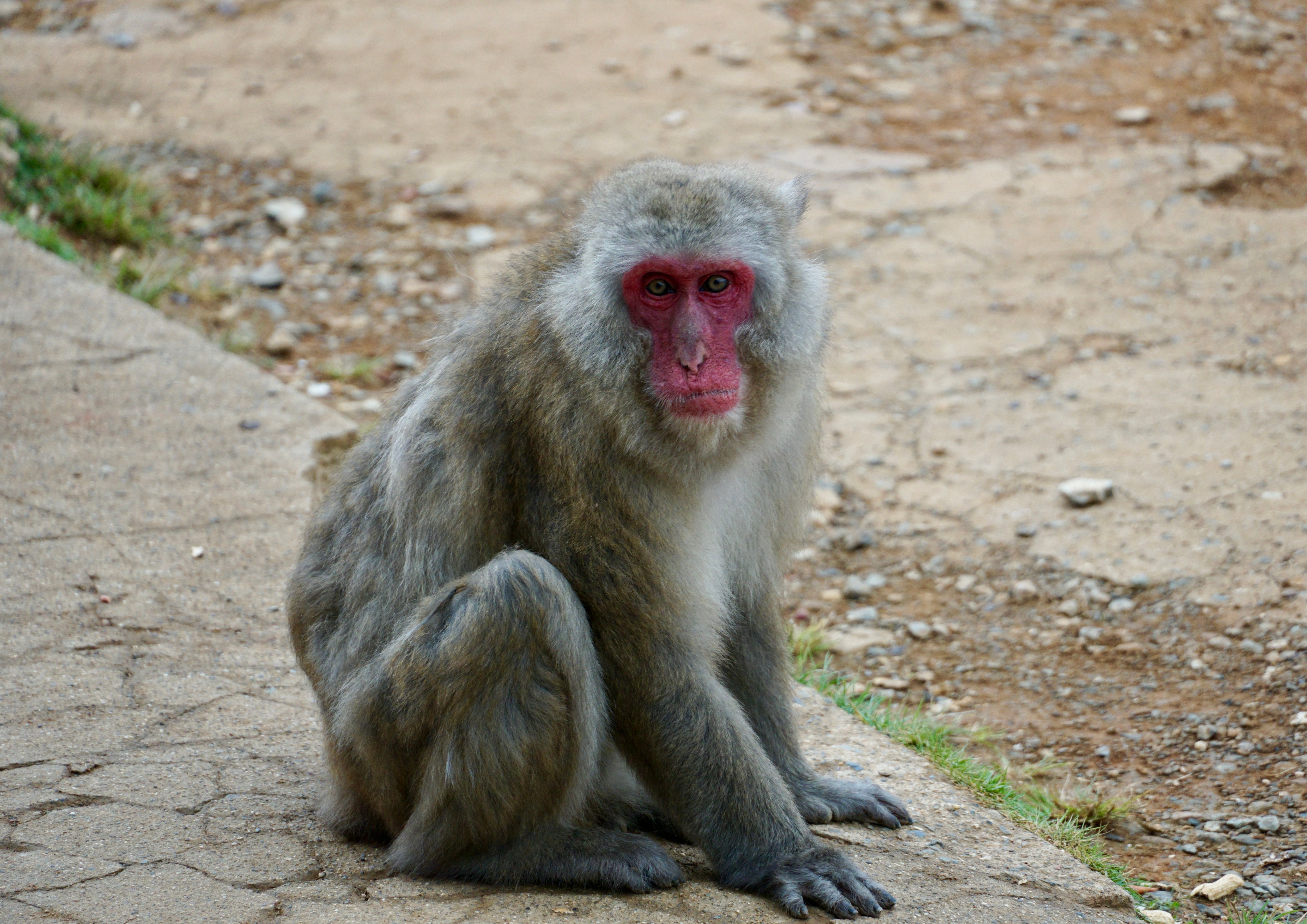 Japanese Macaque in Kyoto Urban Environment · Free Stock Photo