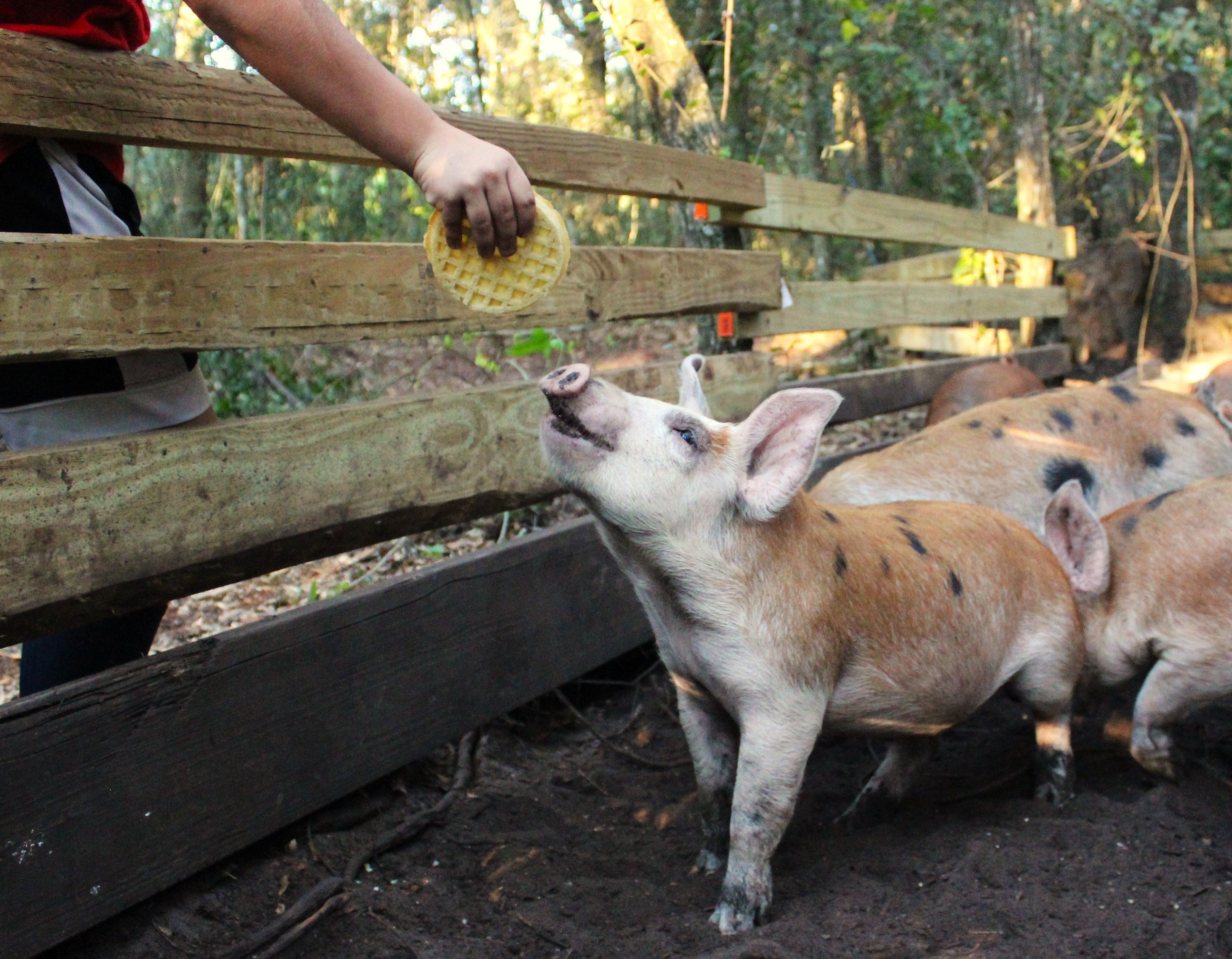 Spotted Pig Reaches for a Waffle in Outdoor Pen · Free Stock Photo