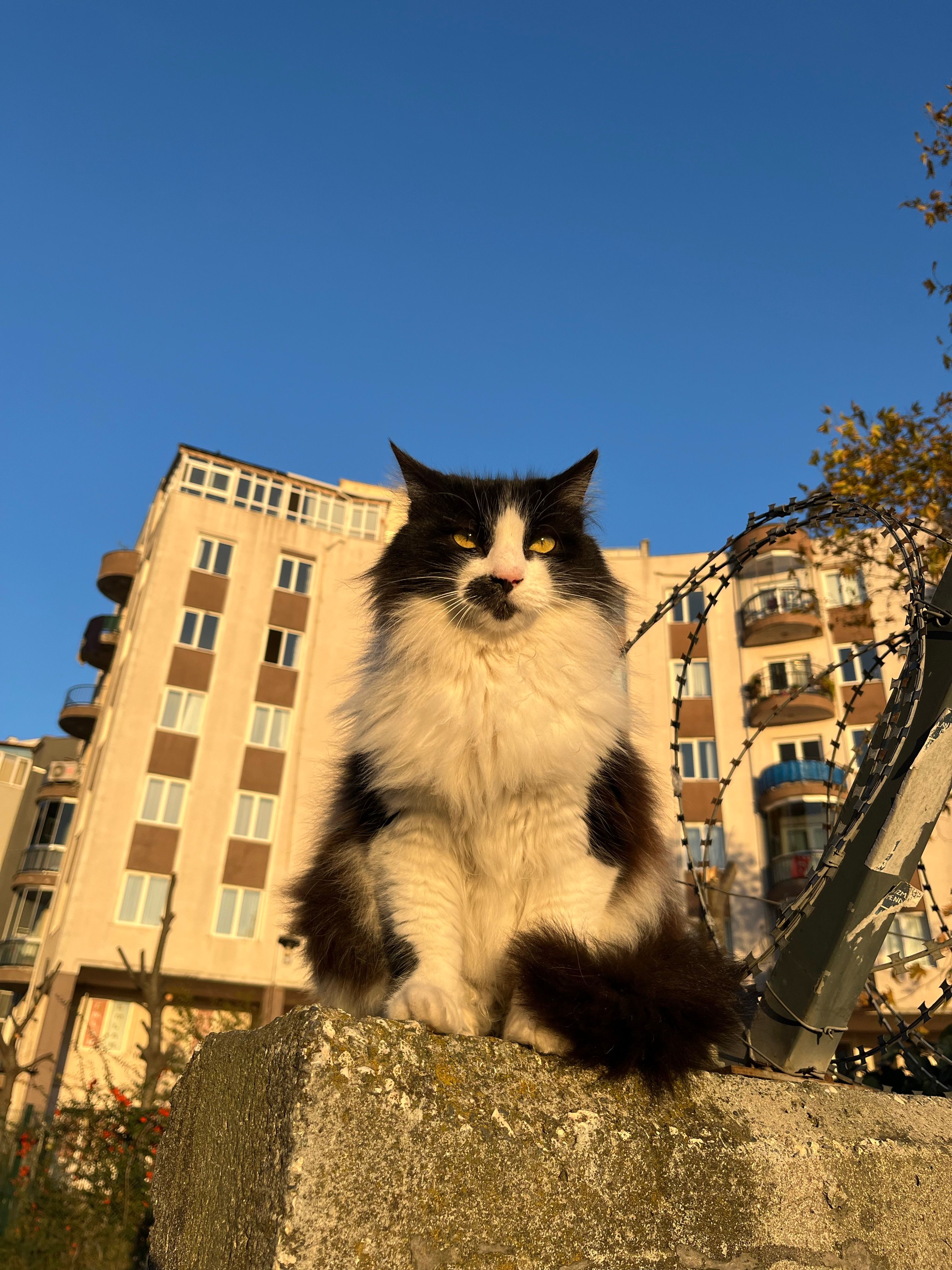 Fluffy Cat Relaxing Outdoors in Golden Hour · Free Stock Photo