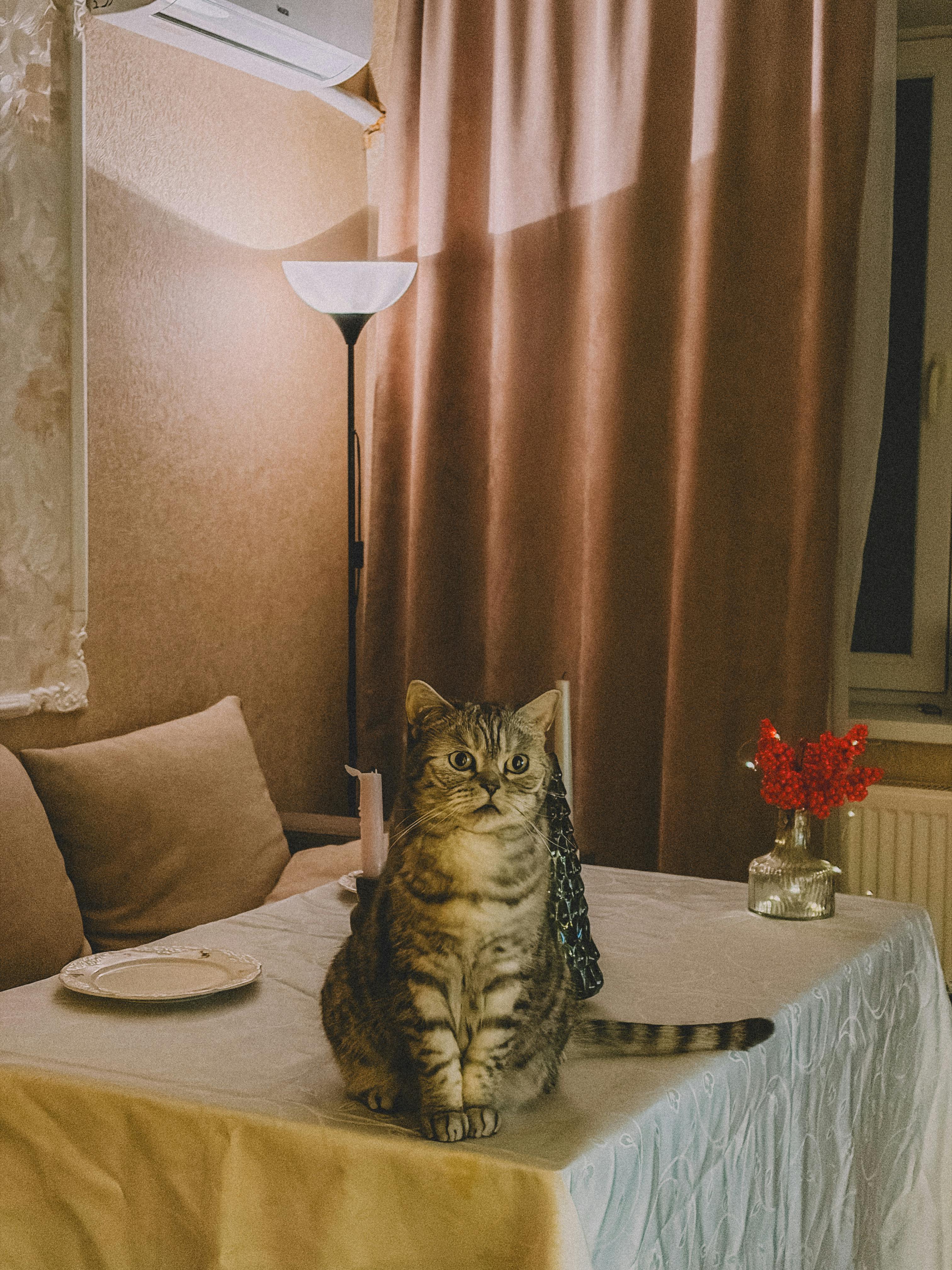 Lacquer Lamp Photos, Download The BEST Free Lacquer Lamp Stock Photos ...