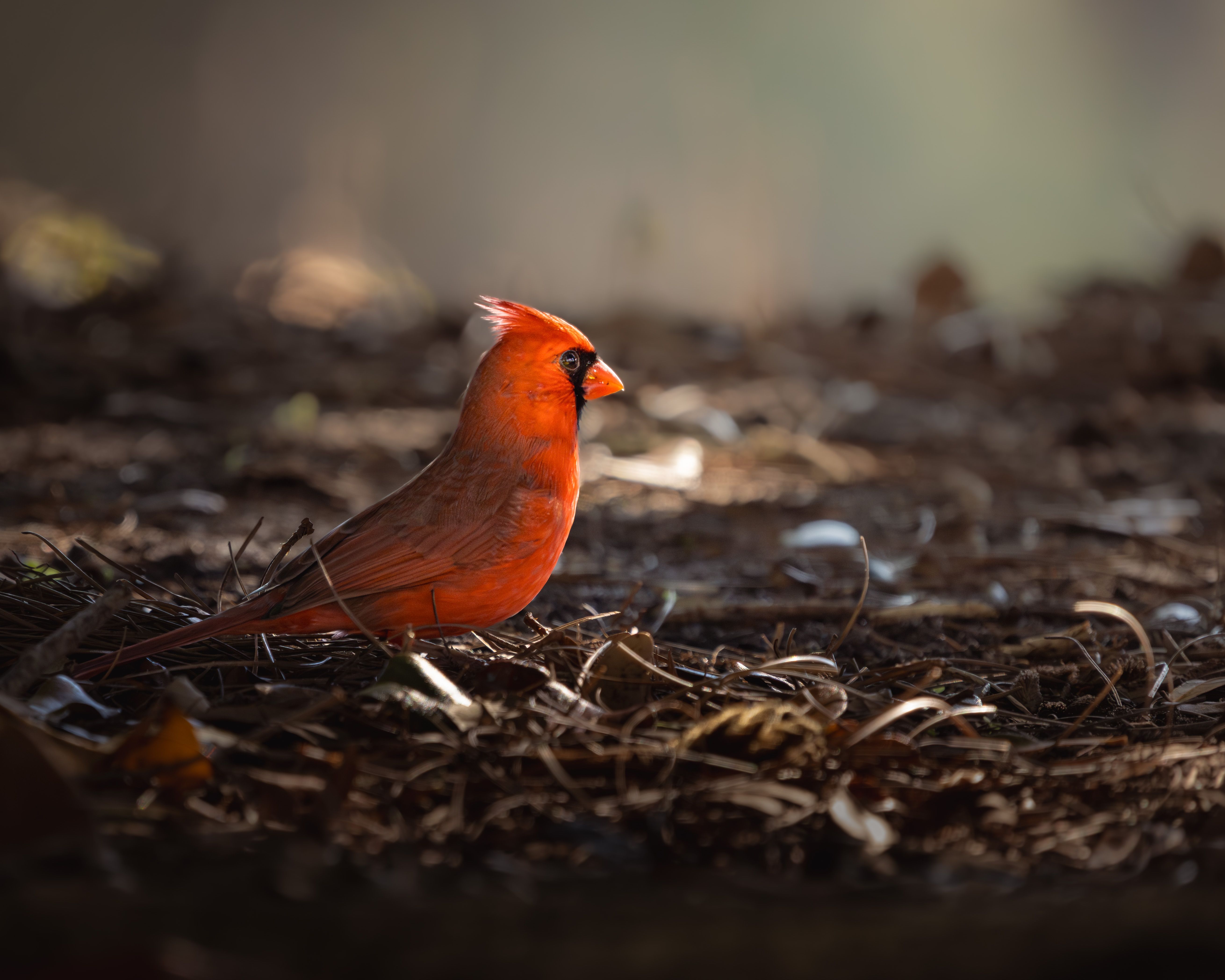 Bird Simple Background Photos, Download The BEST Free Bird Simple ...