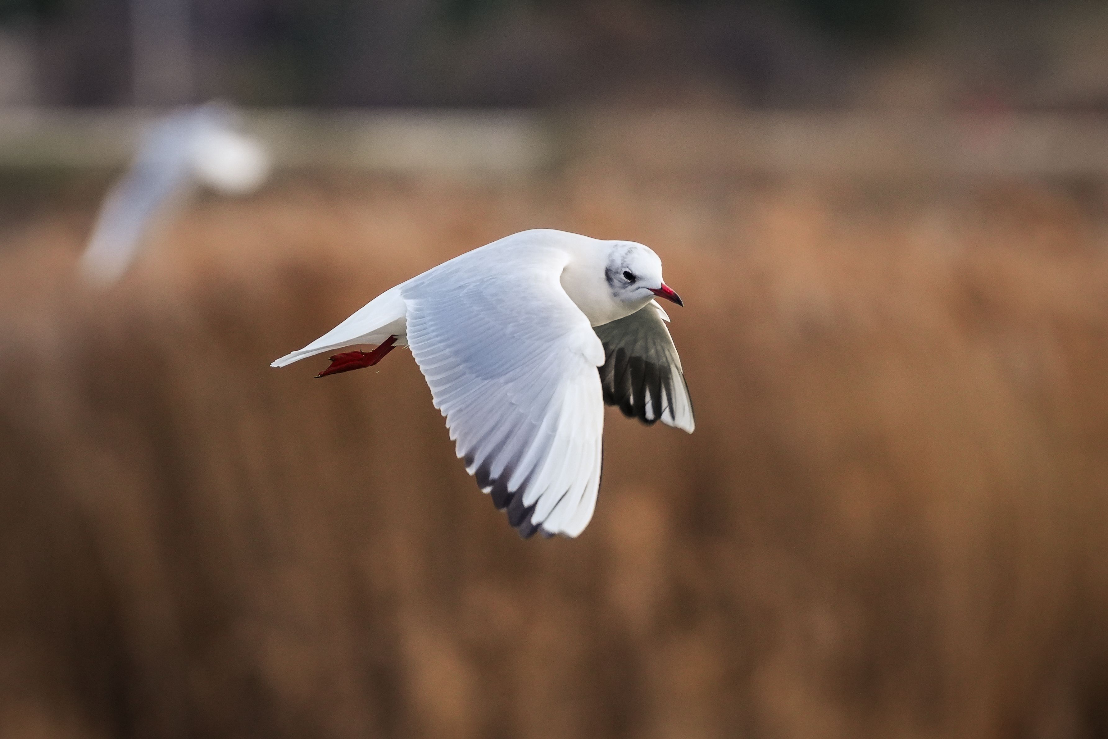 Flipping The Bird Photos, Download The BEST Free Flipping The Bird ...