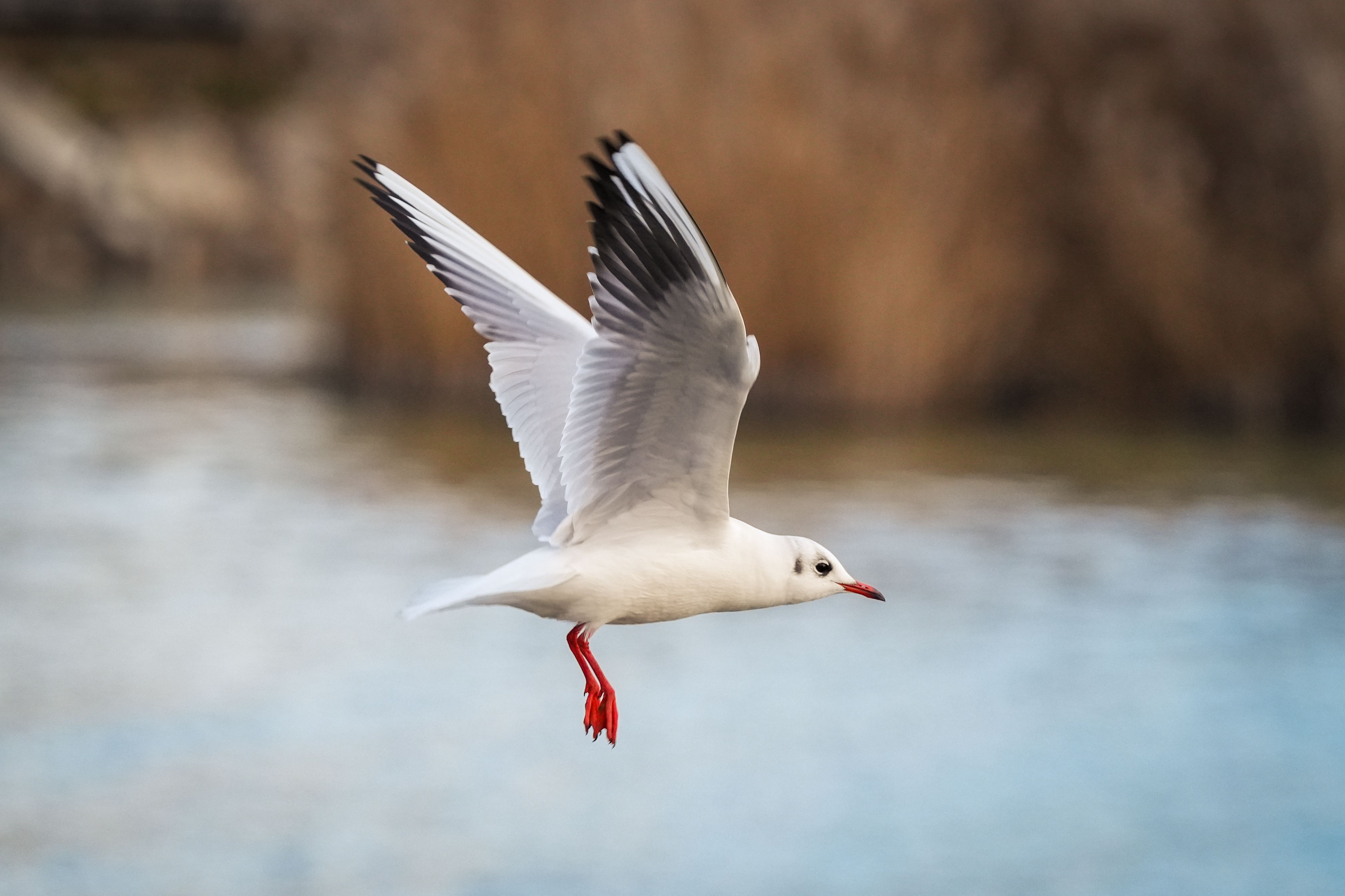Flipping The Bird Photos, Download The BEST Free Flipping The Bird ...