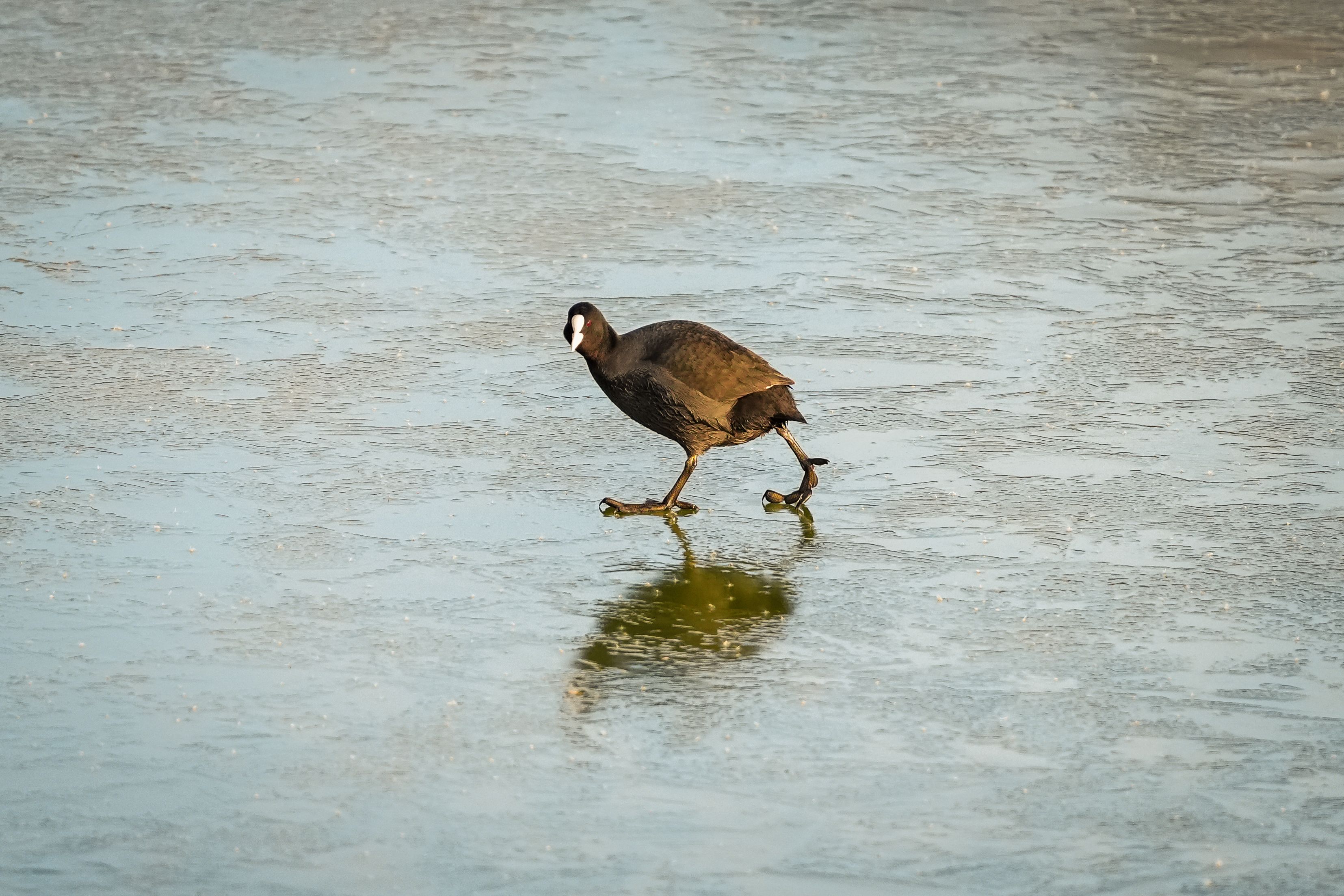 Common Coot Walking on Frozen Lake · Free Stock Photo