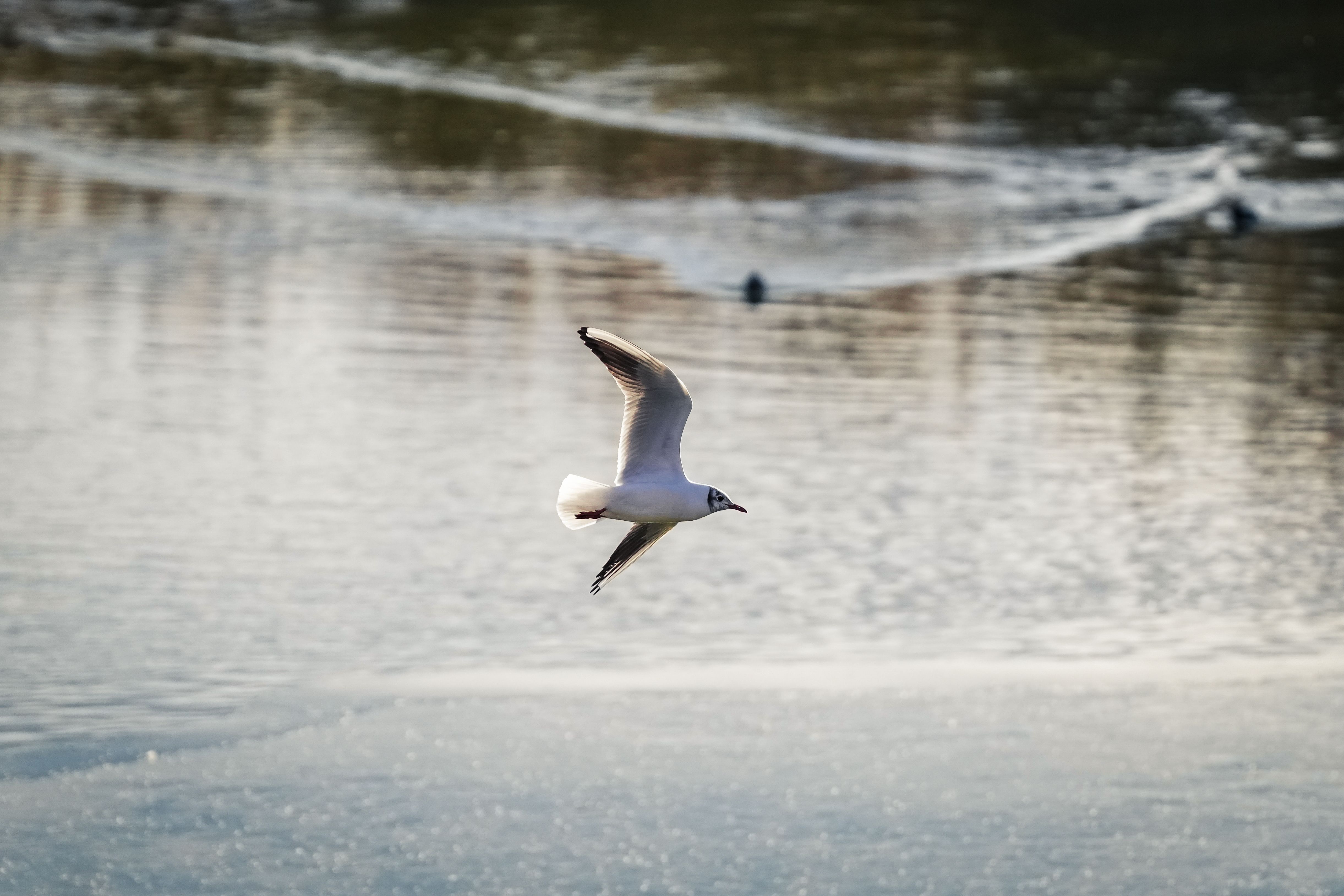 Flipping The Bird Photos, Download The BEST Free Flipping The Bird ...