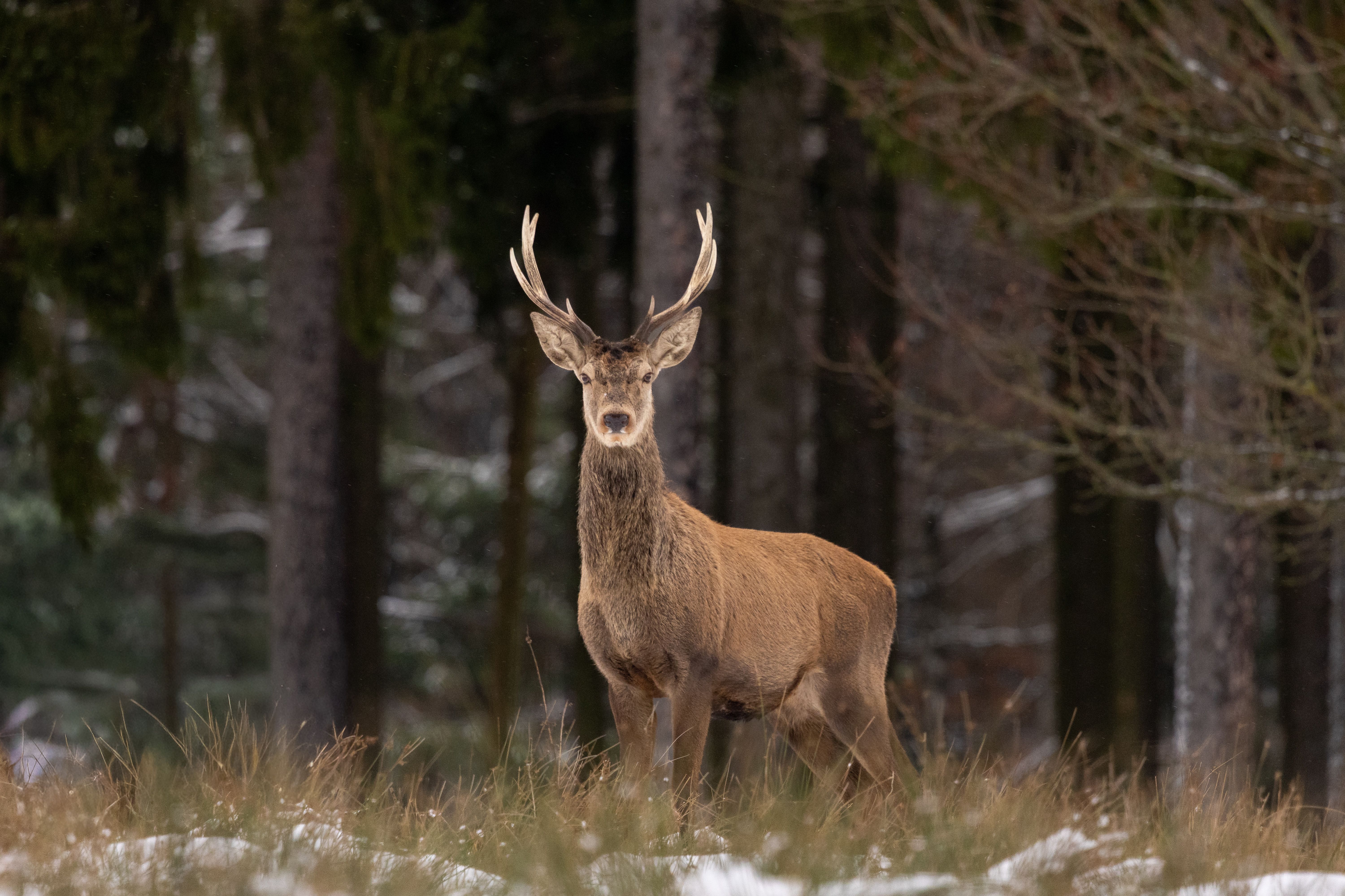 Forest Animals Photos, Download The BEST Free Forest Animals Stock ...
