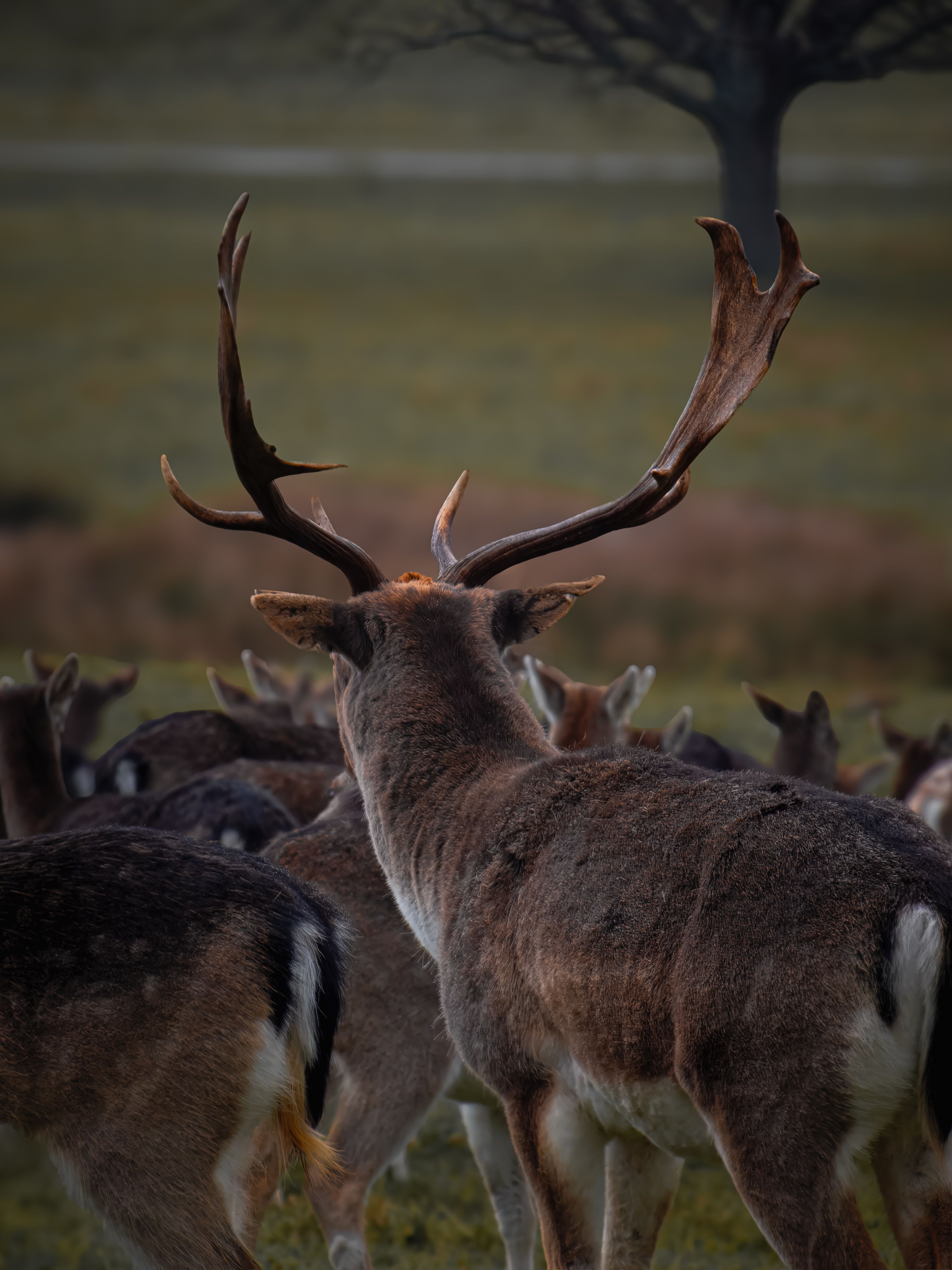 Wild Deer with Majestic Antlers in Nature · Free Stock Photo